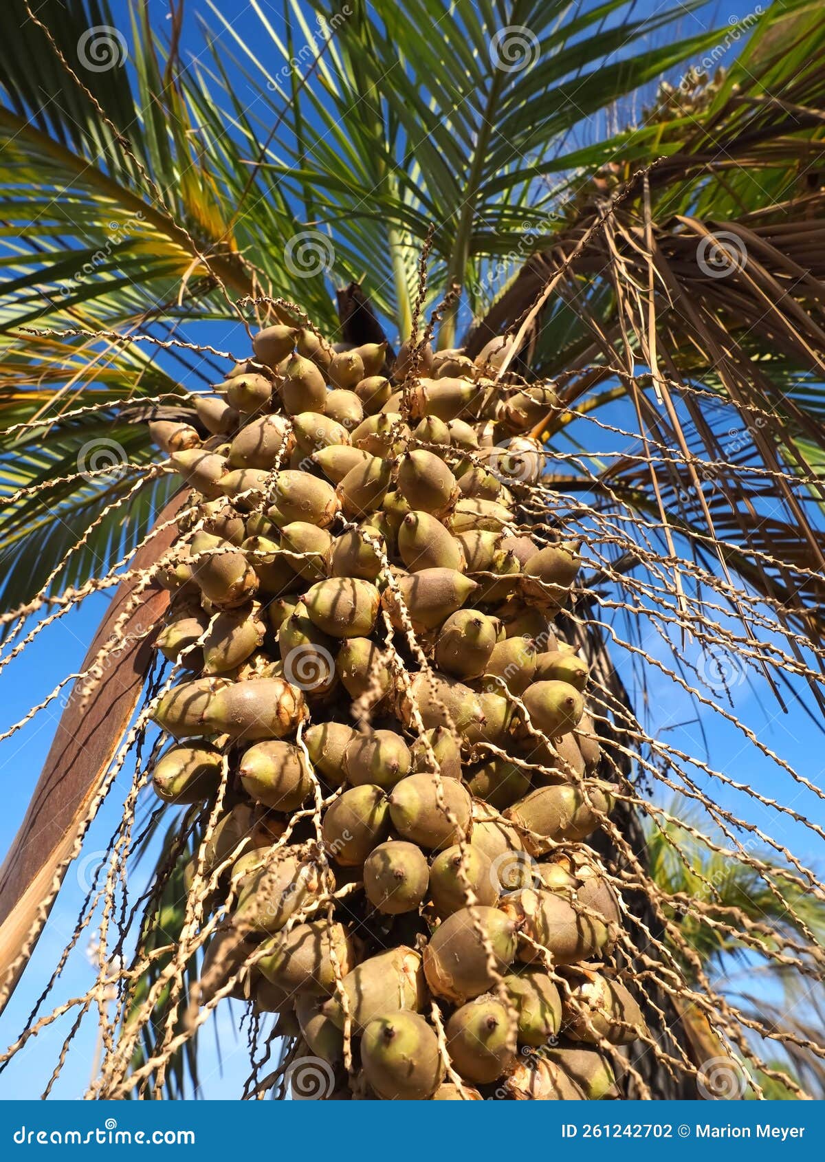 Palm Tree with Big Dates in the Sun Stock Photo - Image of beauty ...