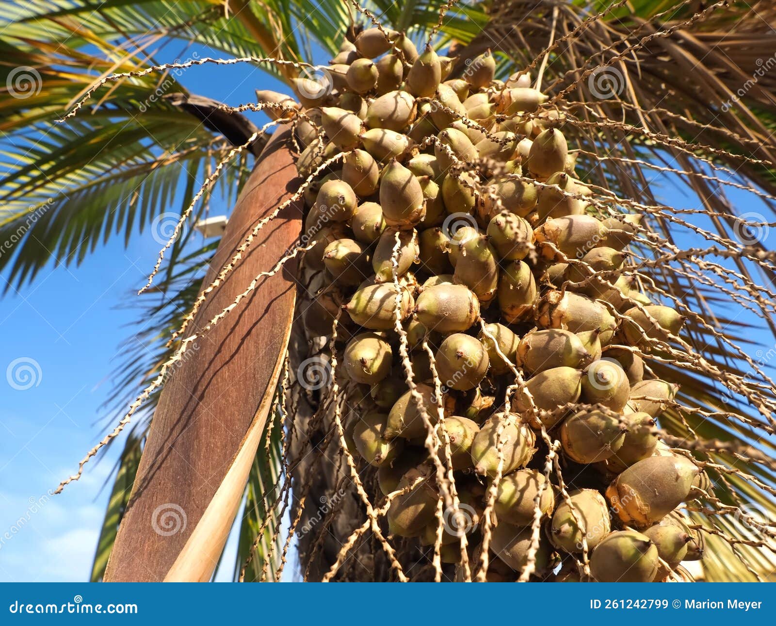 Palm Tree with Big Dates in the Sun Stock Image - Image of iran, beach ...
