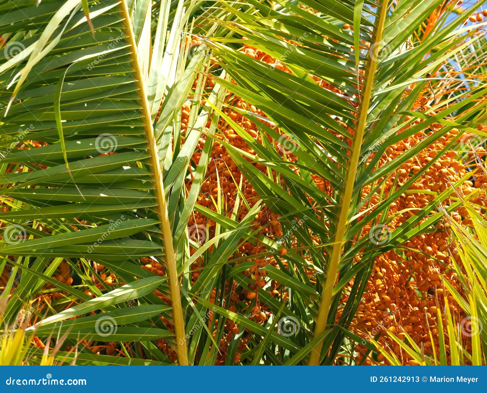 Palm Tree with Big Dates in the Sun Stock Image - Image of beauty ...