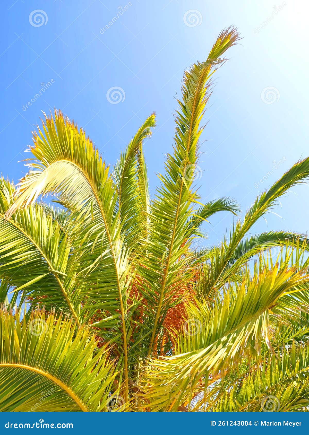 Palm Tree with Big Dates in the Sun Stock Photo - Image of beach ...
