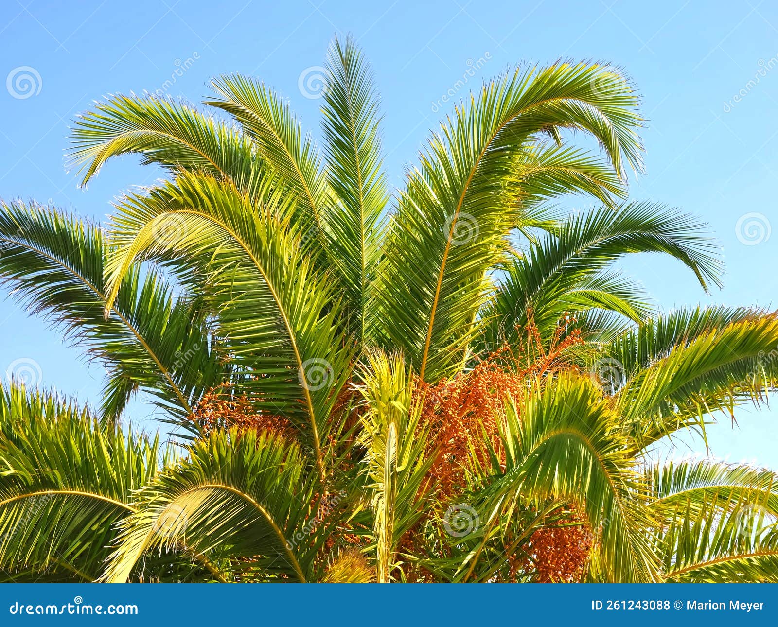 Palm Tree with Big Dates in the Sun Stock Photo - Image of agriculture ...