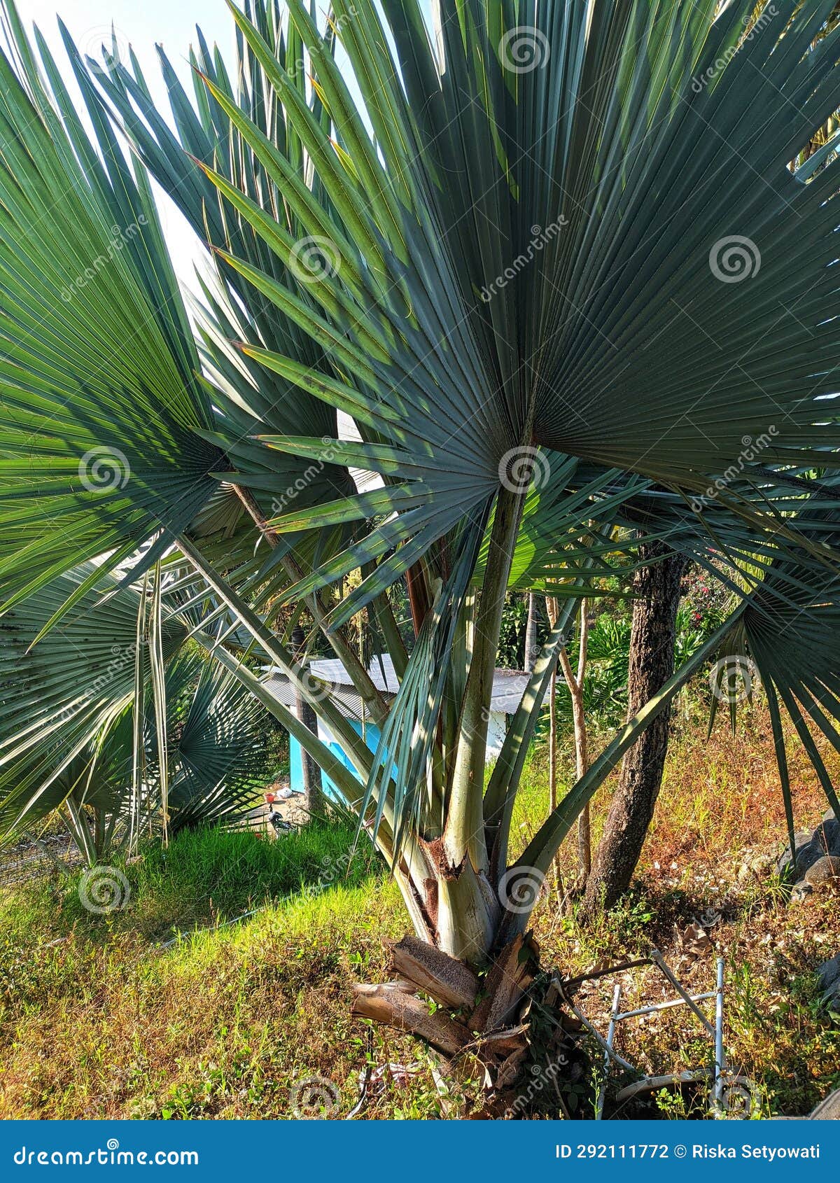 Palm Tree with Big Leaves Shaped Like a Fan Stock Photo - Image of ...