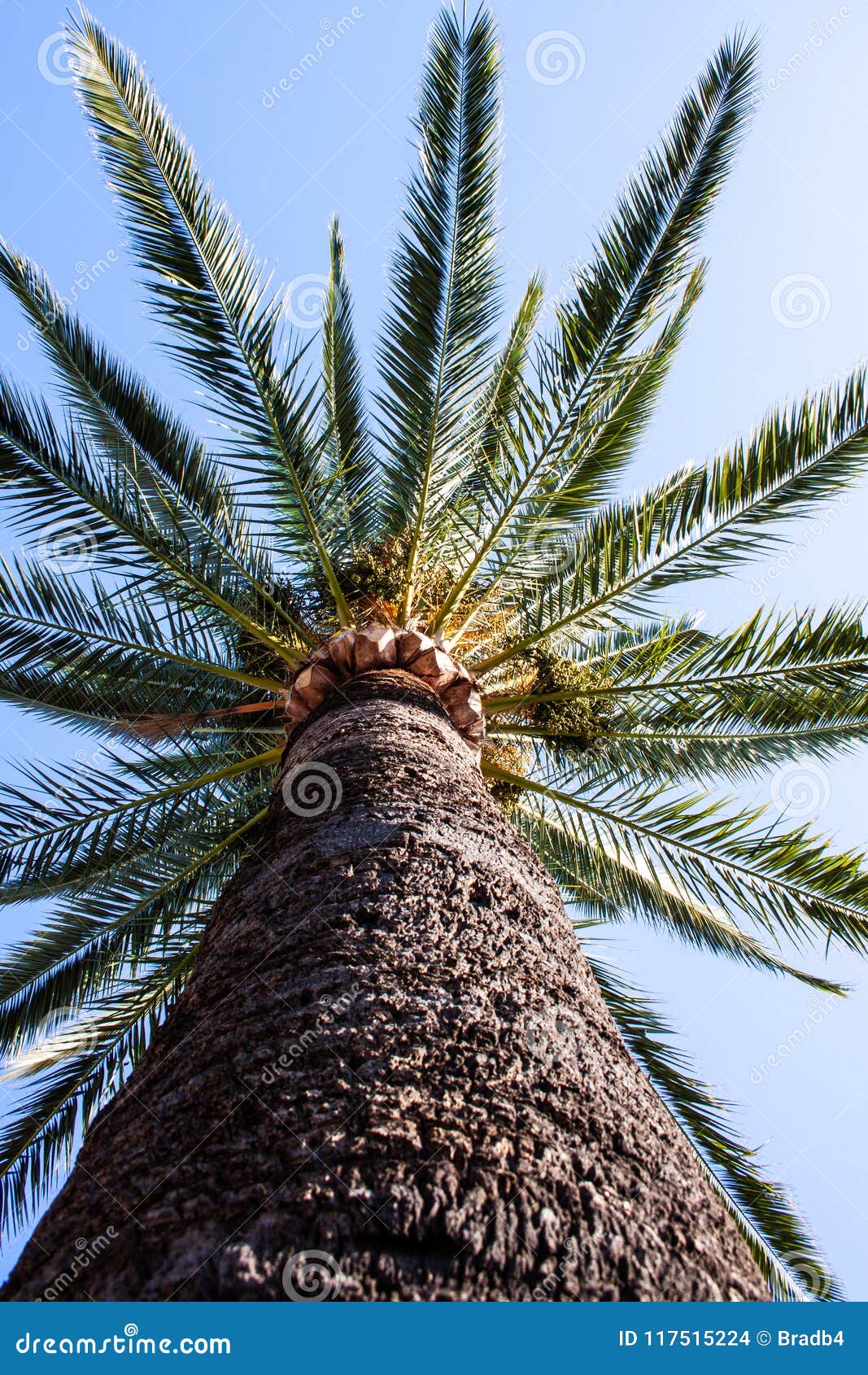 A Palm Tree with a Big Trunk Stock Photo - Image of dazur, france ...