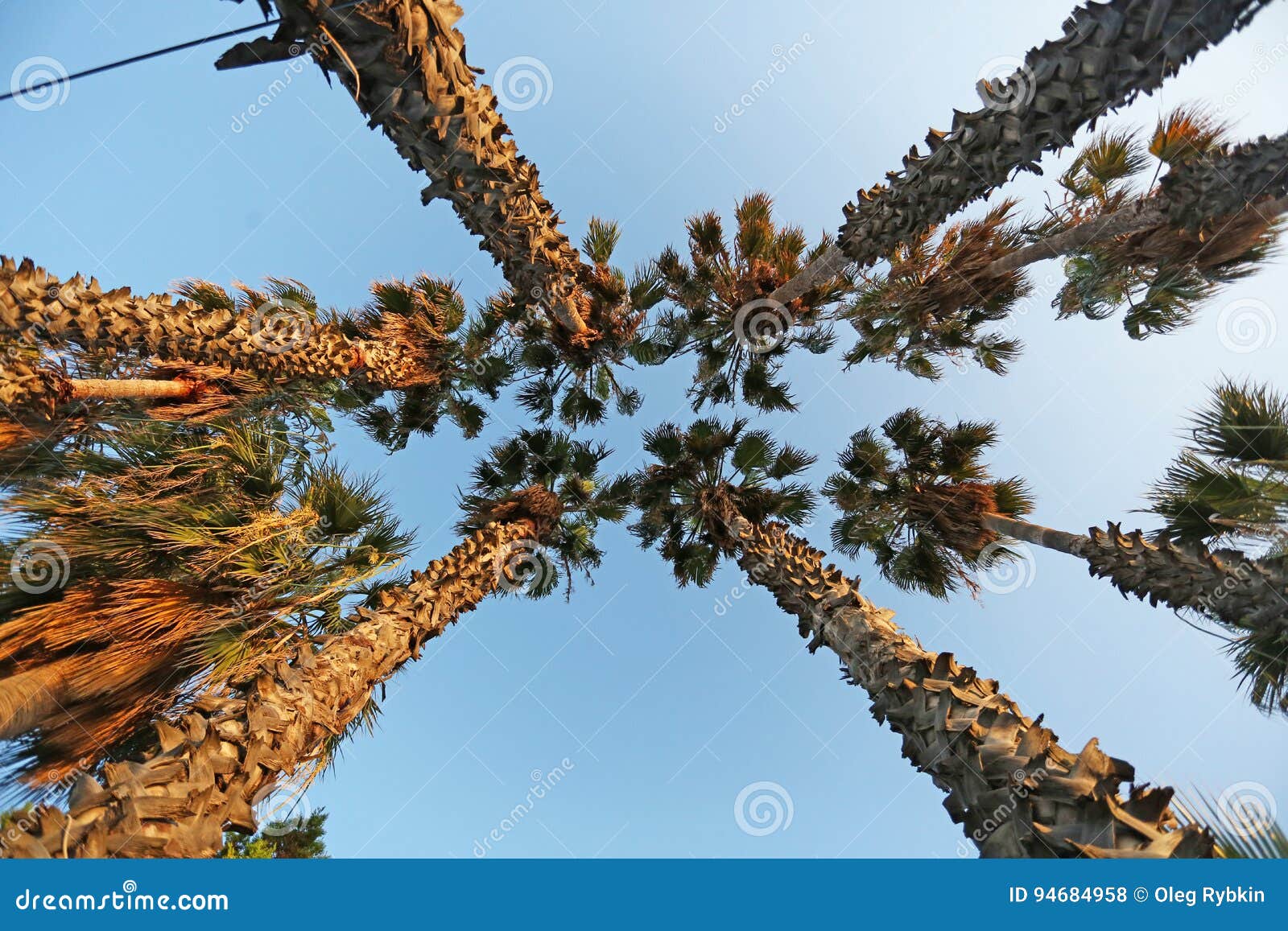 A Palm Tree with a Bird`s Eye View Far in the Sky Stock Photo - Image ...