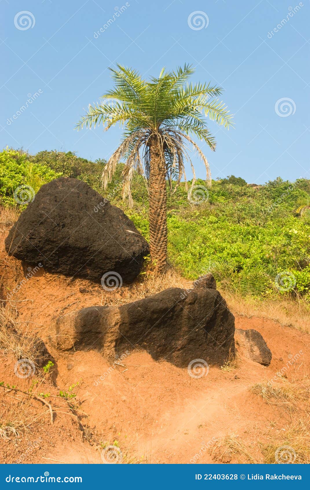Palm Tree and Black Stones in Goa Stock Photo - Image of palm, arambol ...