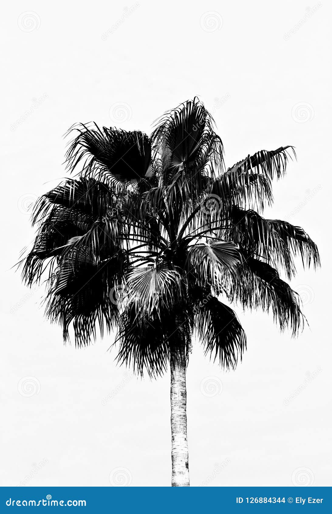 Palm Trees Drawing Black And White