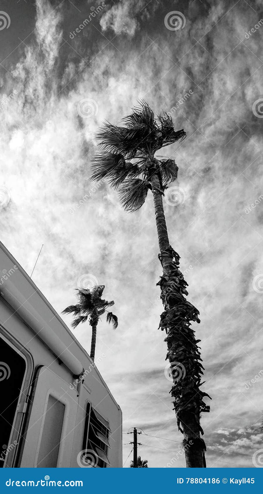 Palm tree stock photo. Image of palm, black, windy, tree - 78804186