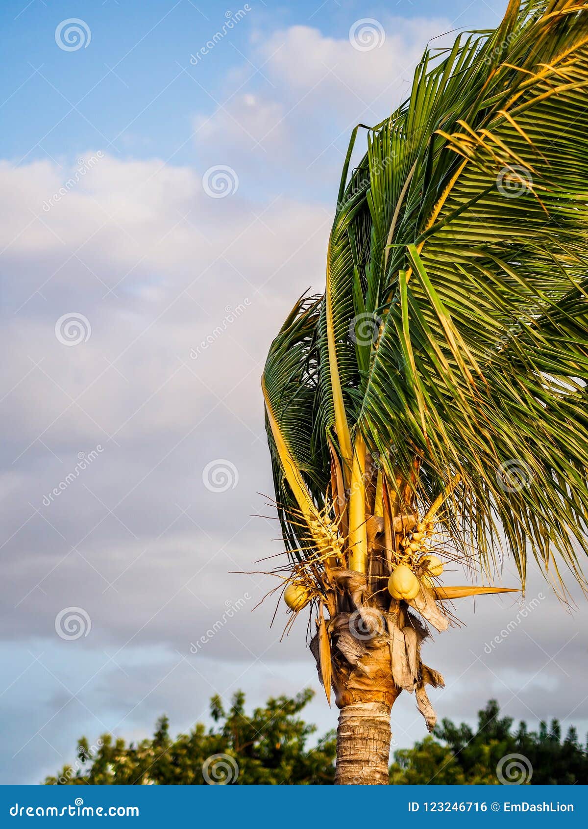 Palm Tree Blowing in the Wind during Dusk Stock Photo - Image of blue ...