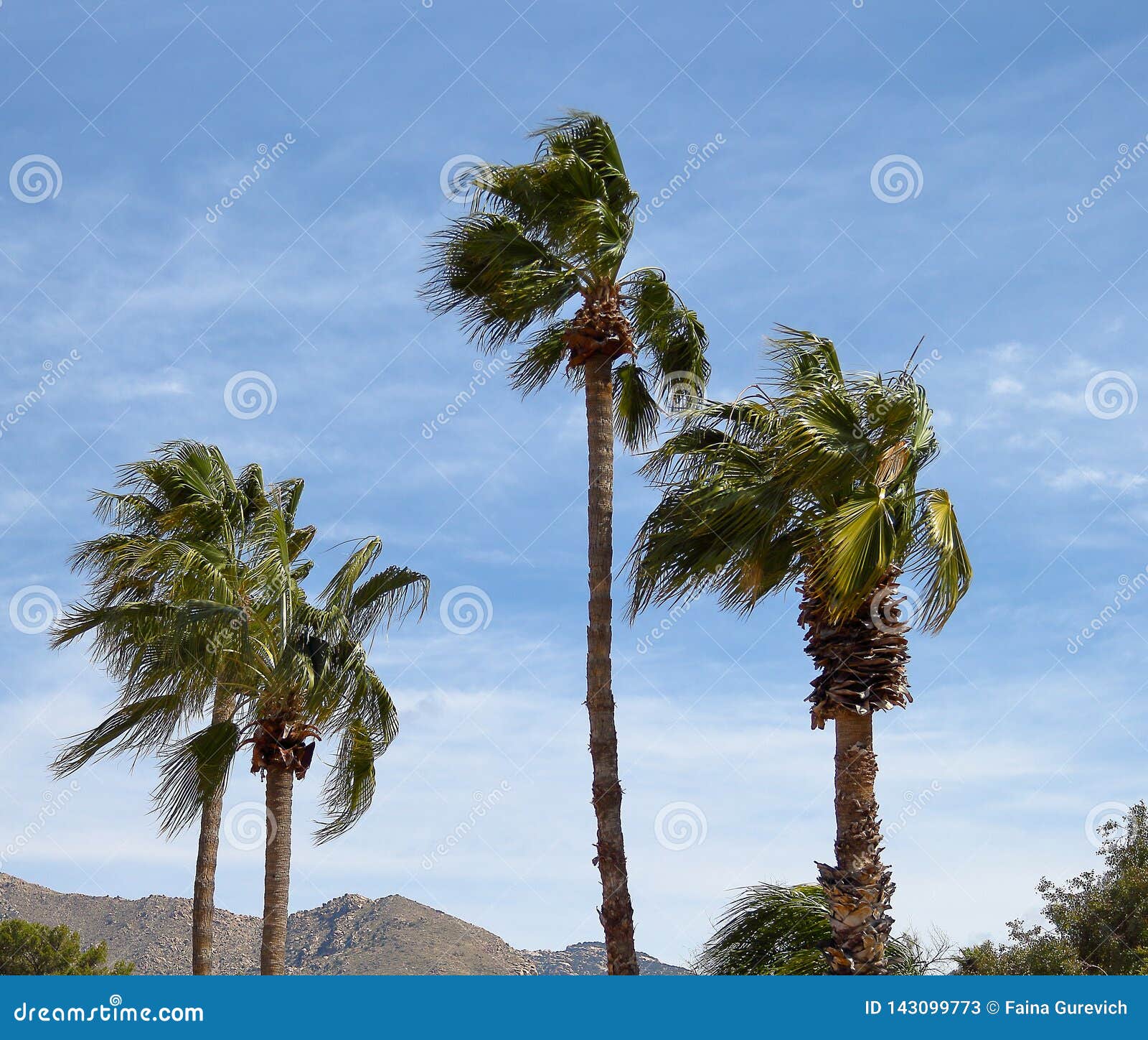 Palm Tree Blowing in the Wind Stock Image - Image of clouds, green ...