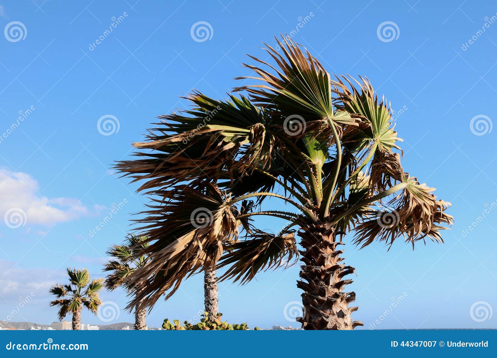 Palm Tree Blowing in the Wind Stock Image - Image of beach, idyllic ...