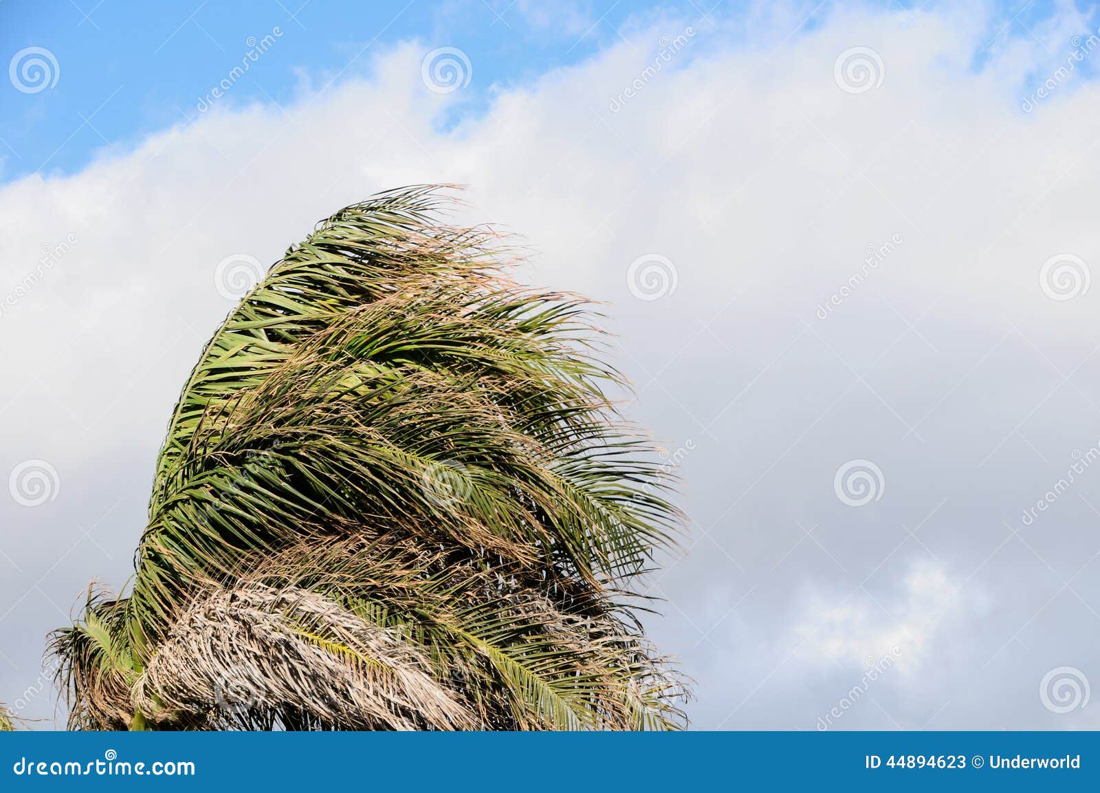 Palm Tree Blowing in the Wind Stock Image - Image of nature, blue: 44894623