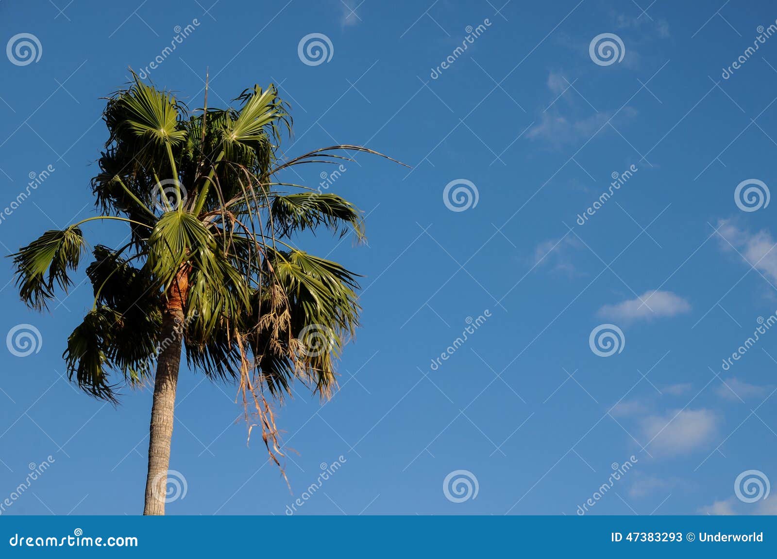 Palm Tree Blowing in the Wind Stock Image - Image of coconut, palm ...