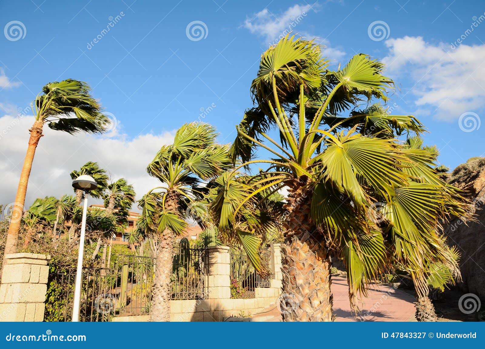 Palm Tree Blowing in the Wind Stock Image - Image of strong, clear ...