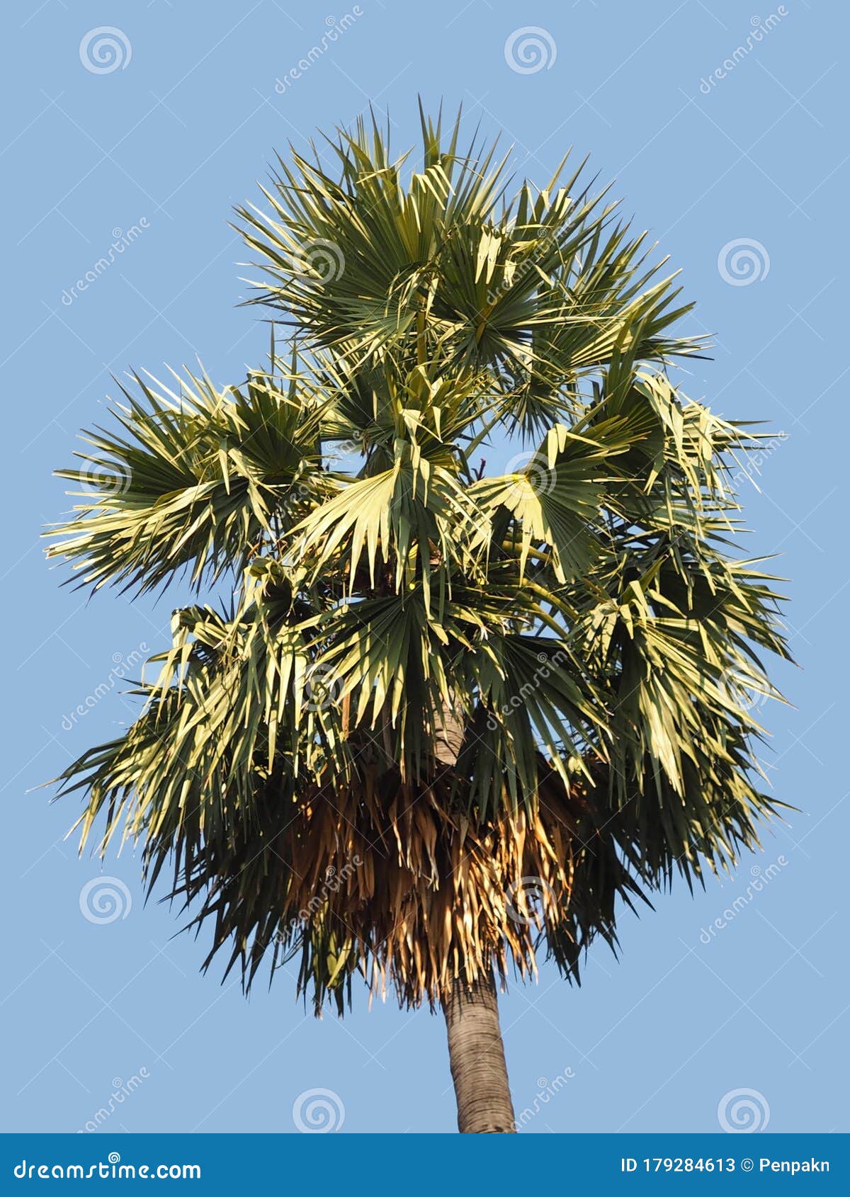 Palm Tree on the Blue Background Stock Image - Image of water, palm ...