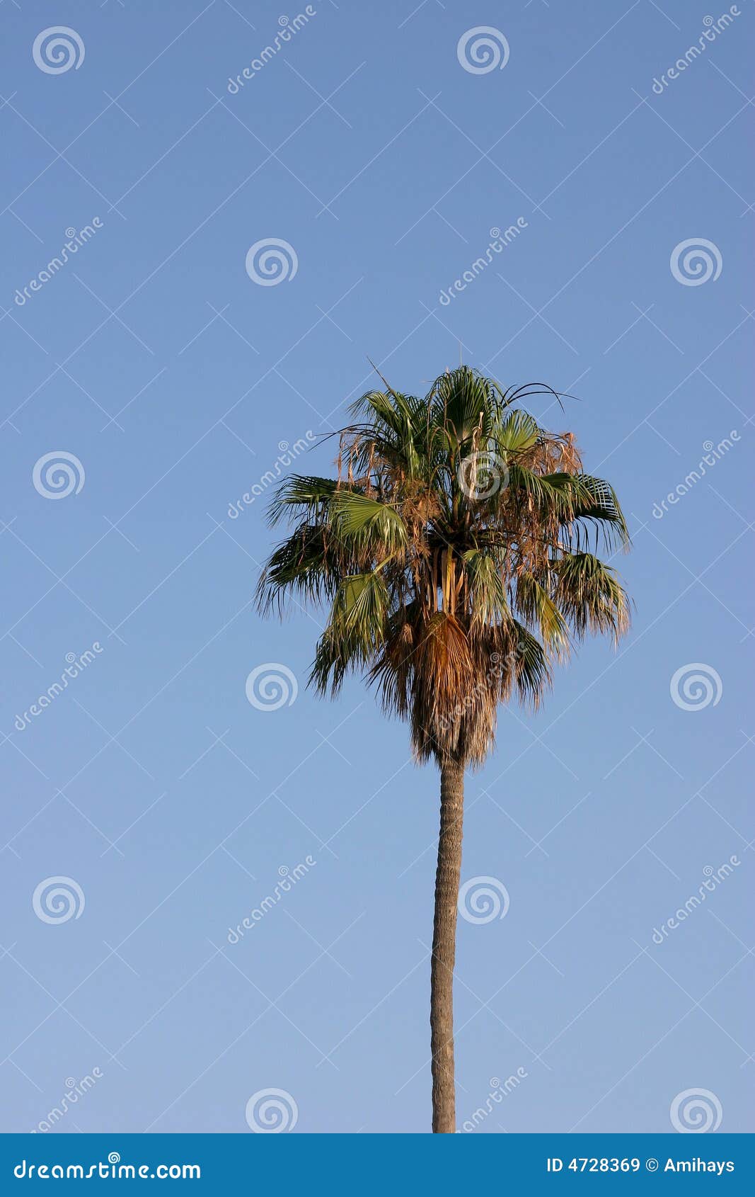 Palm Tree on Blue Background Stock Image - Image of tropical ...