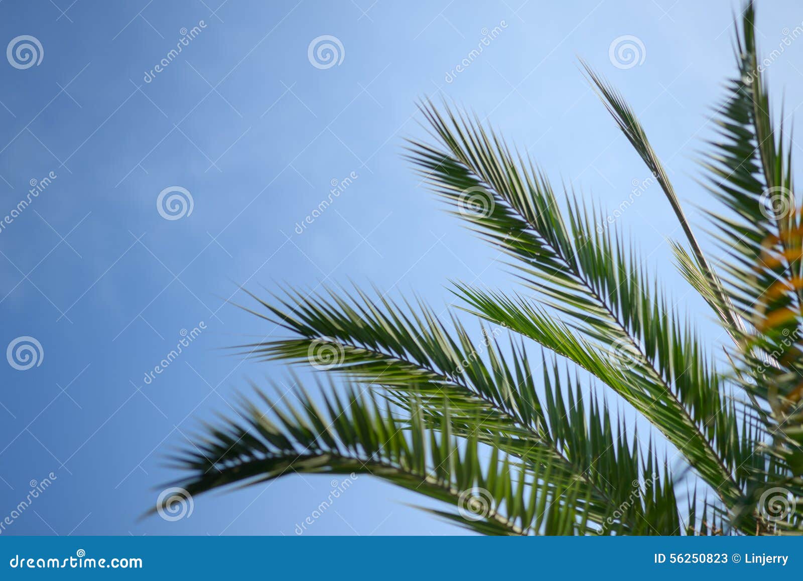 Palm Tree on Blue Background Stock Image - Image of blue, strip: 56250823