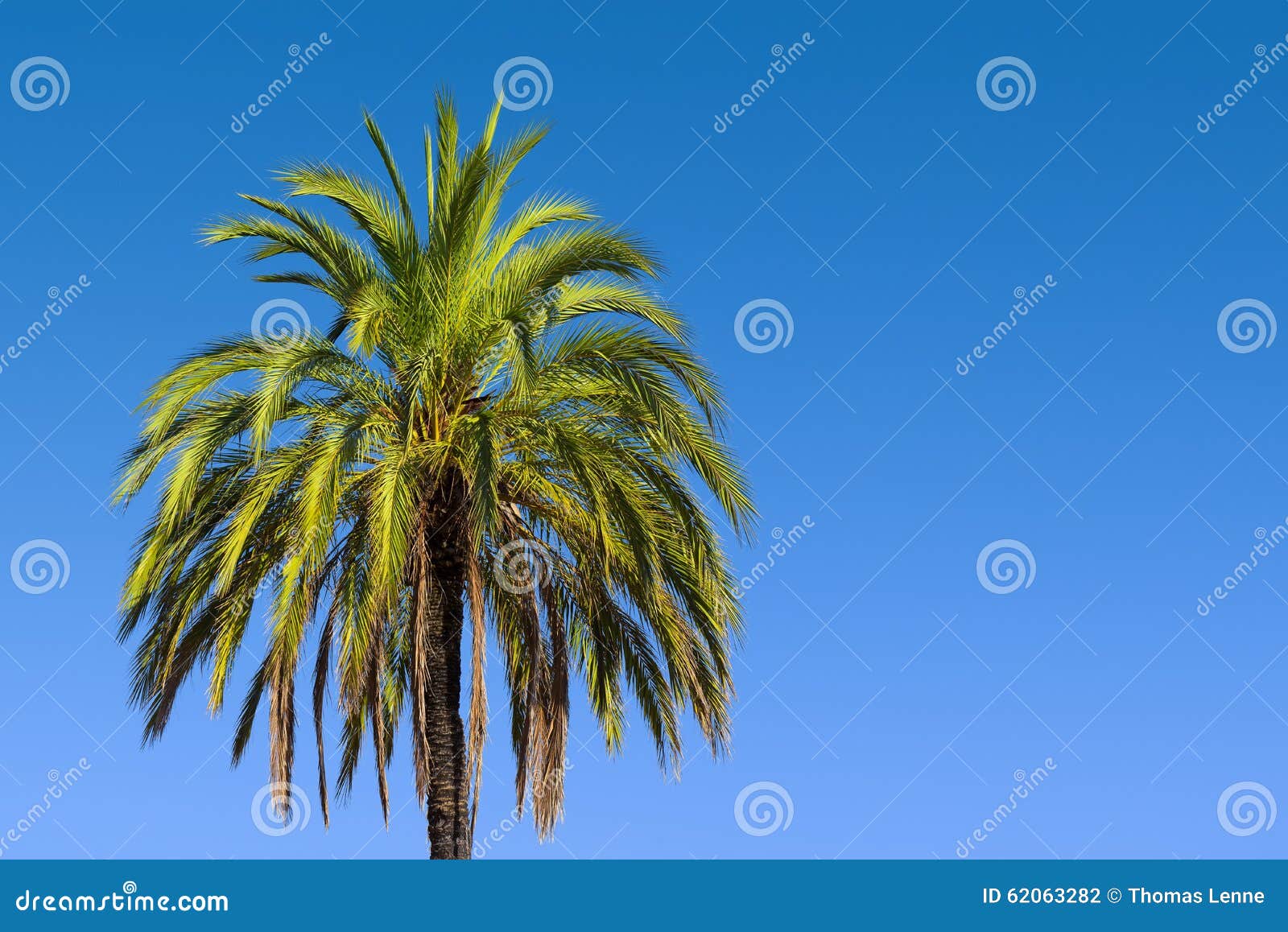 Palm Tree on Blue Gradient Sky Background Stock Photo - Image of heat ...