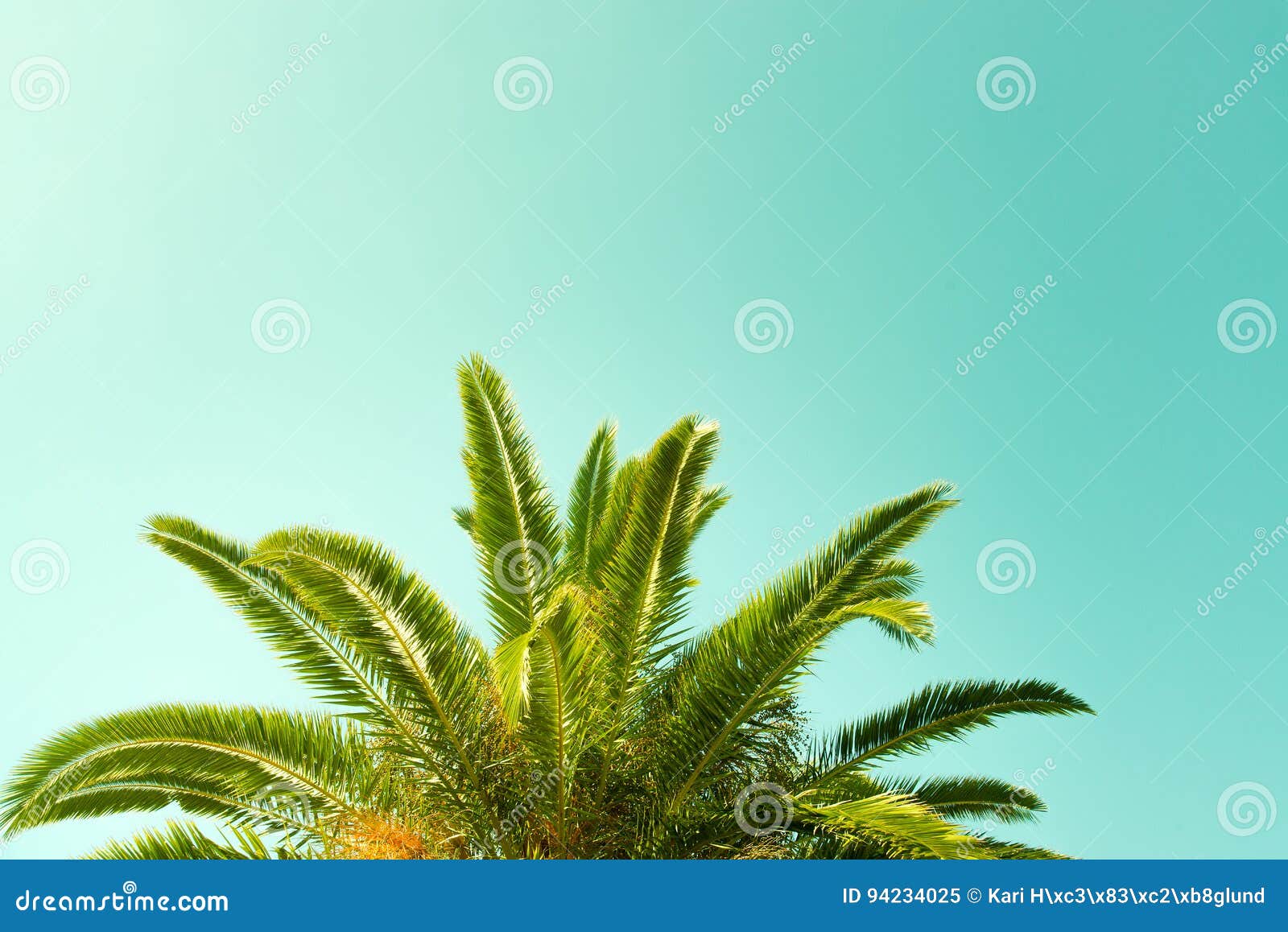 Palm Tree with Blue Green Background Stock Image - Image of beach ...