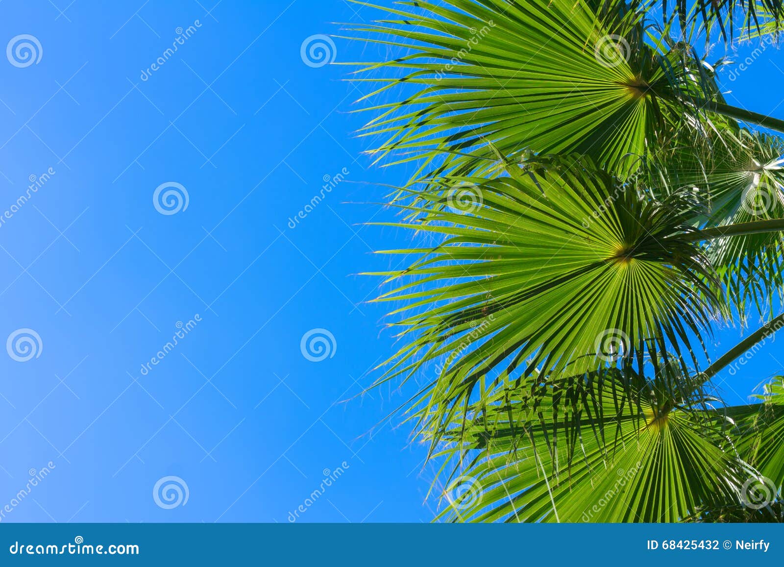 Palm tree on blue stock photo. Image of relax, palm, season - 68425432