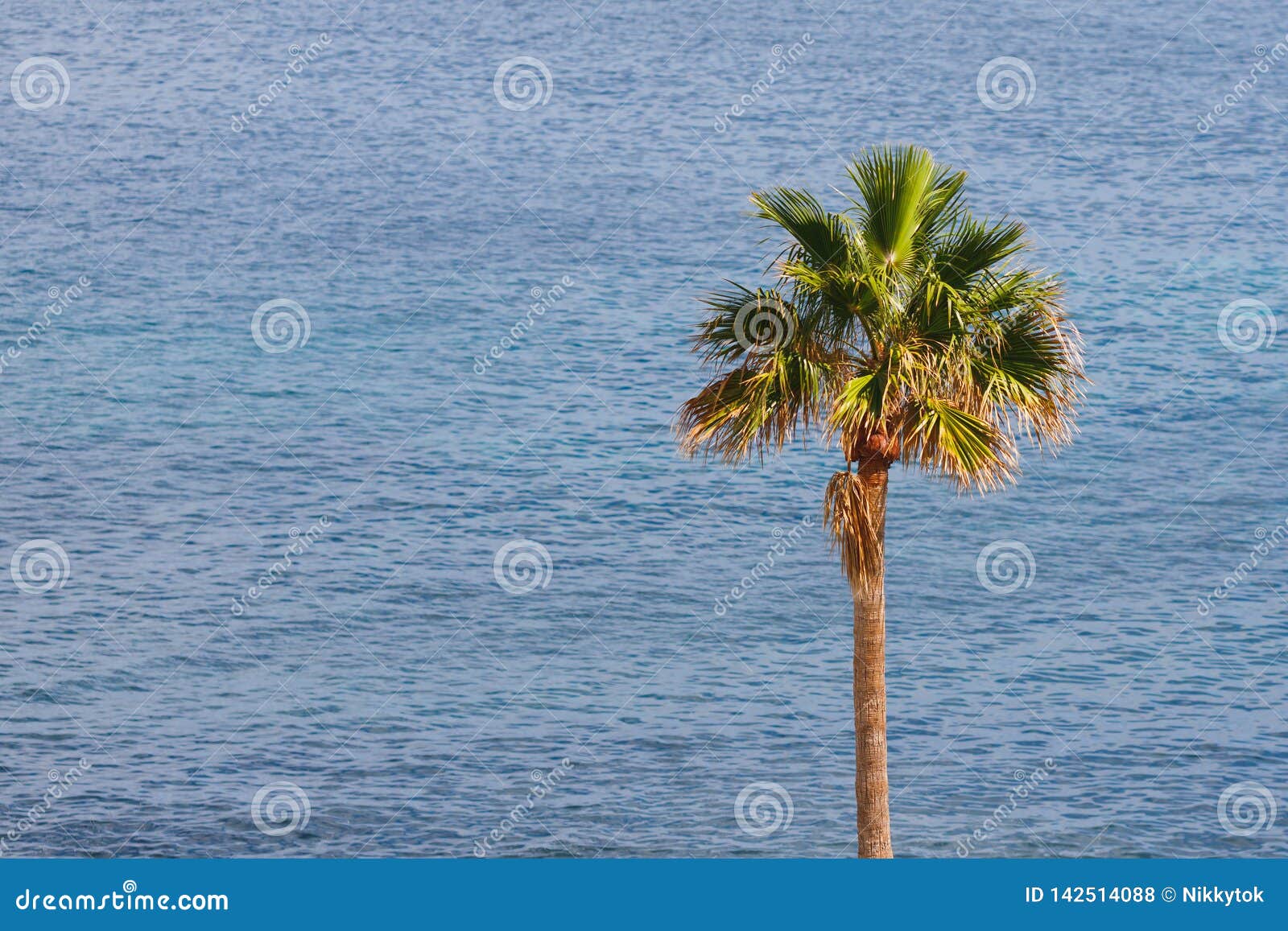 Palm Tree on Blue Ocean Background Stock Photo - Image of sunshine ...