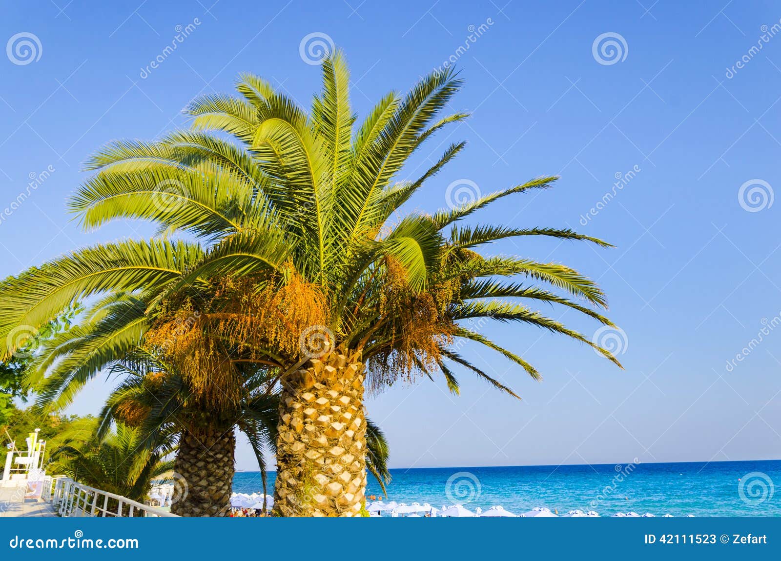 Palm tree and blue ocean stock image. Image of caribbean - 42111523