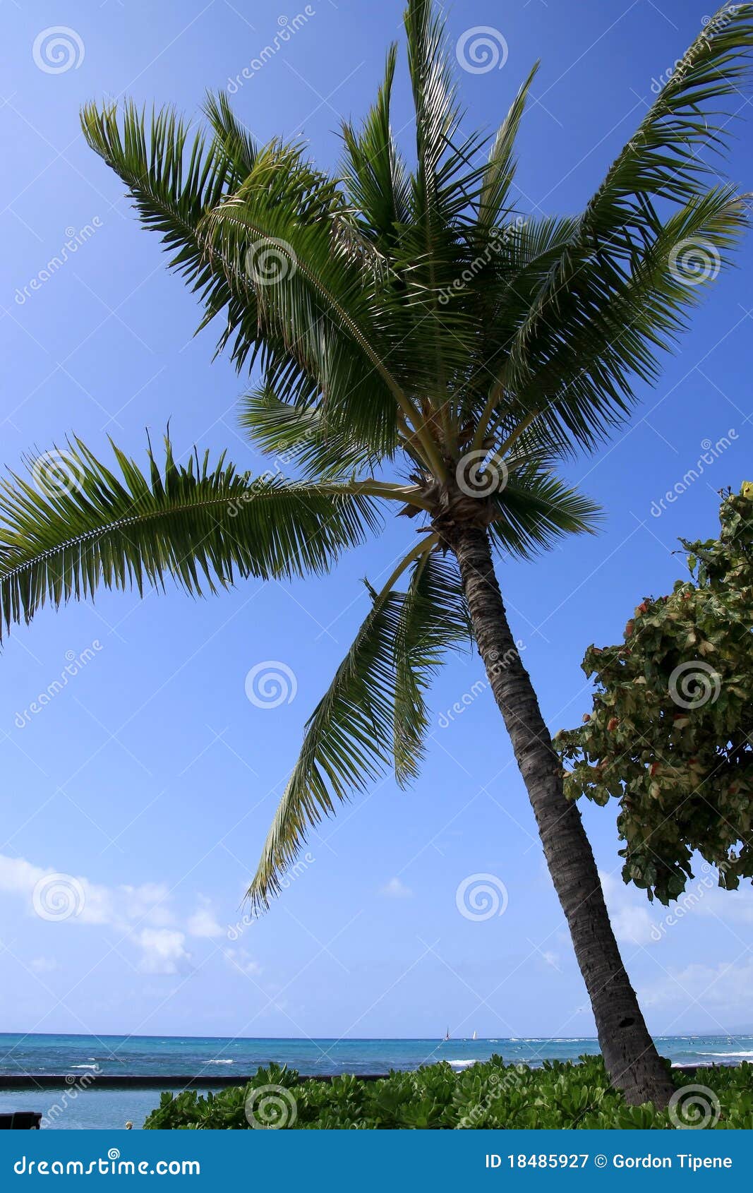 Palm Tree and Blue Pacific Ocean. Stock Image - Image of palmae, warm ...