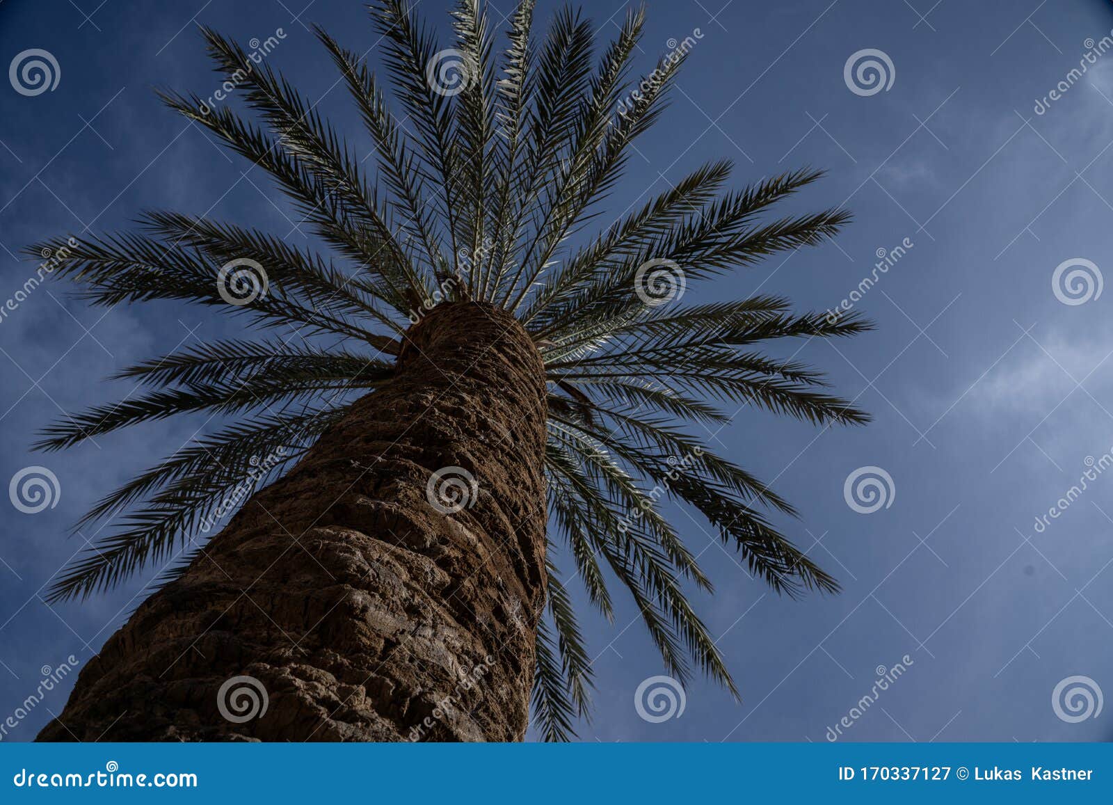 Palm Tree with Blue Sky in the Background, Beautiful Palm Tree of Palma ...