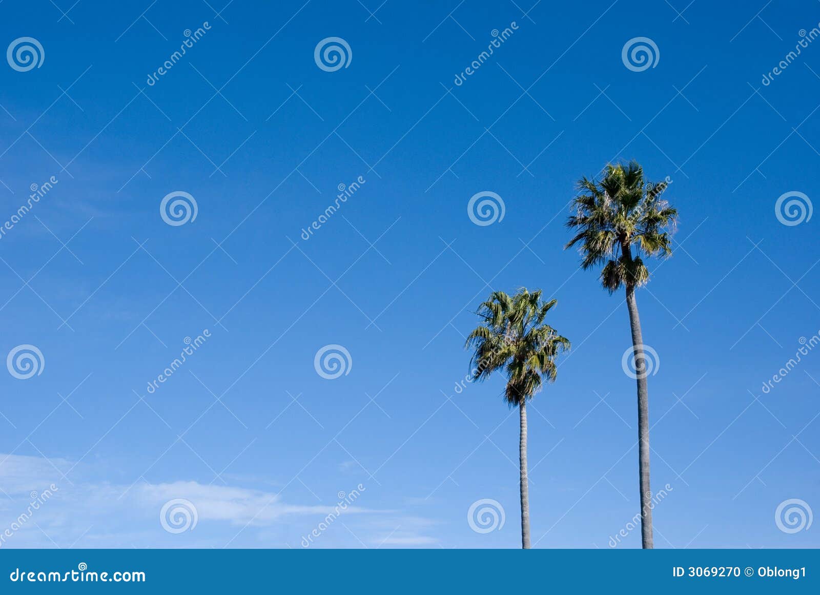 Palm Tree, Blue Sky Copy Space Stock Photo - Image of alone, friends ...