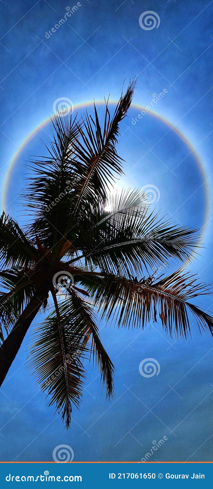 Palm Tree and Blue Sky Sun Hide in Tree Leaves Optical Phenomenon Stock ...