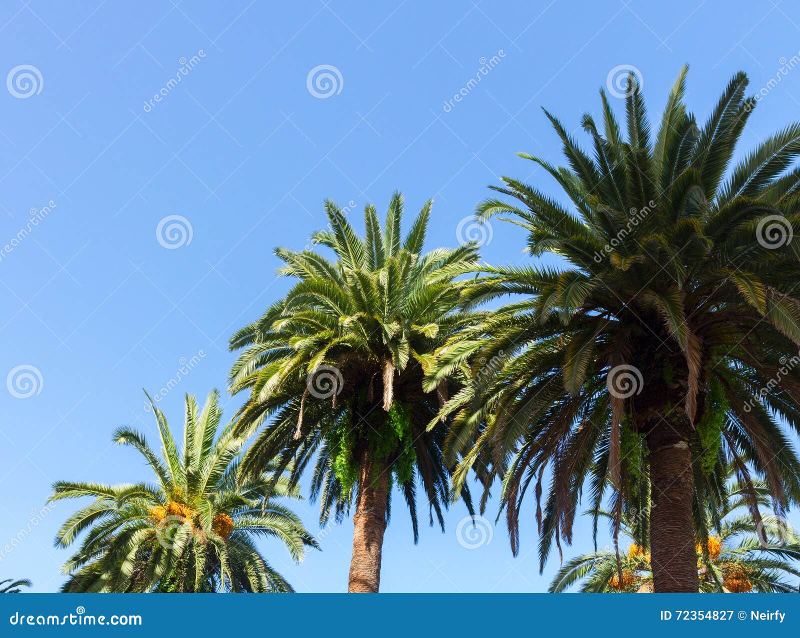 Palm tree on blue stock image. Image of light, beach - 72354827