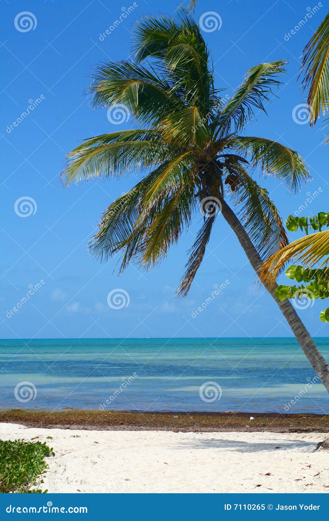 Palm tree and blue water stock image. Image of coast, ocean - 7110265