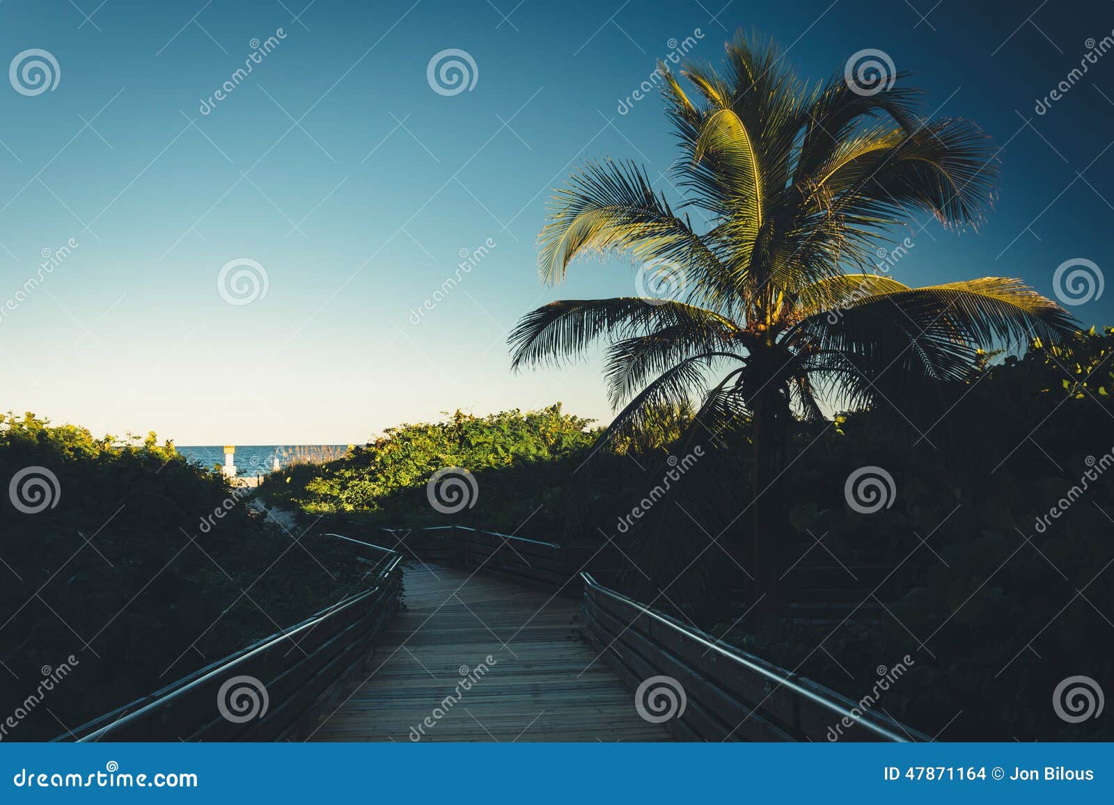 Palm Tree and Boardwalk Path To the Beach in Singer Island, Florida ...