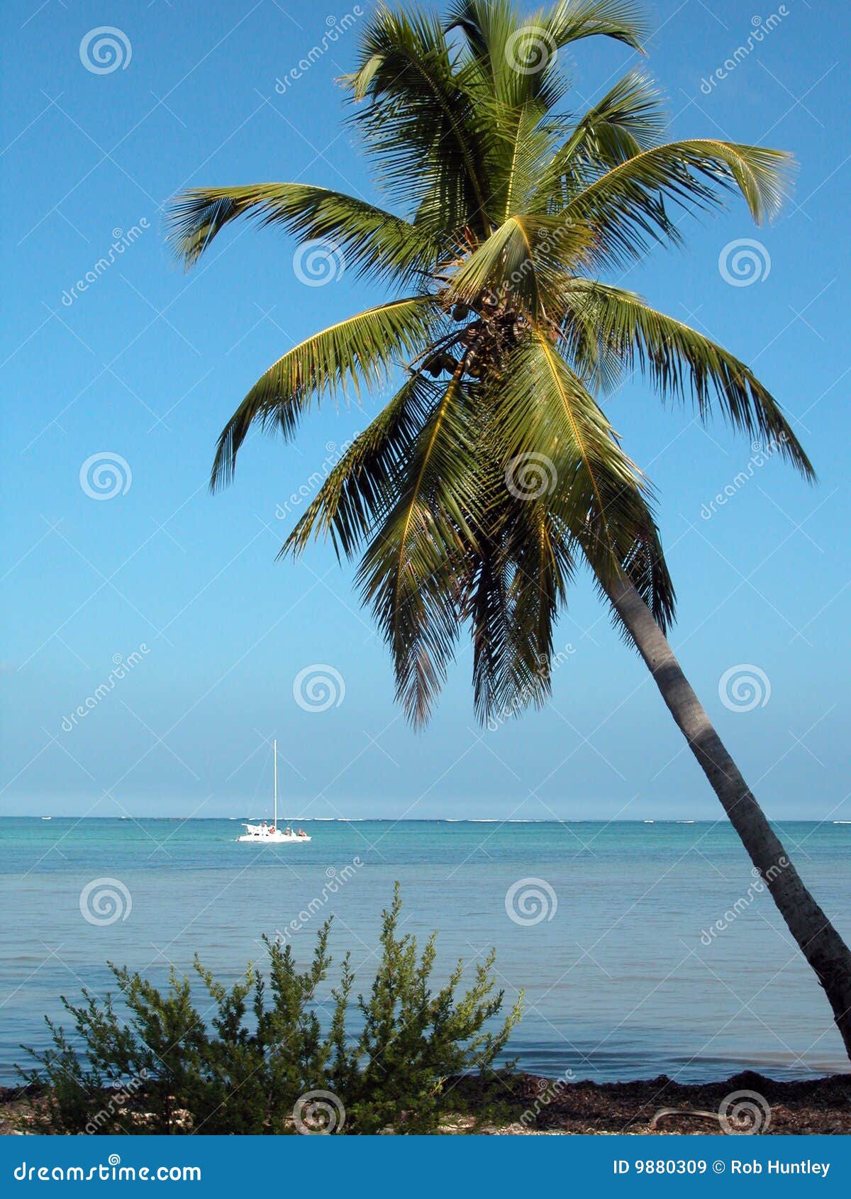 Palm tree and boat stock image. Image of palm, tree, coastline - 9880309