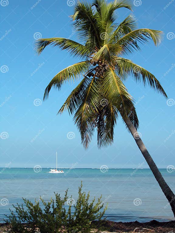Palm tree and boat stock image. Image of palm, tree, coastline - 9880309