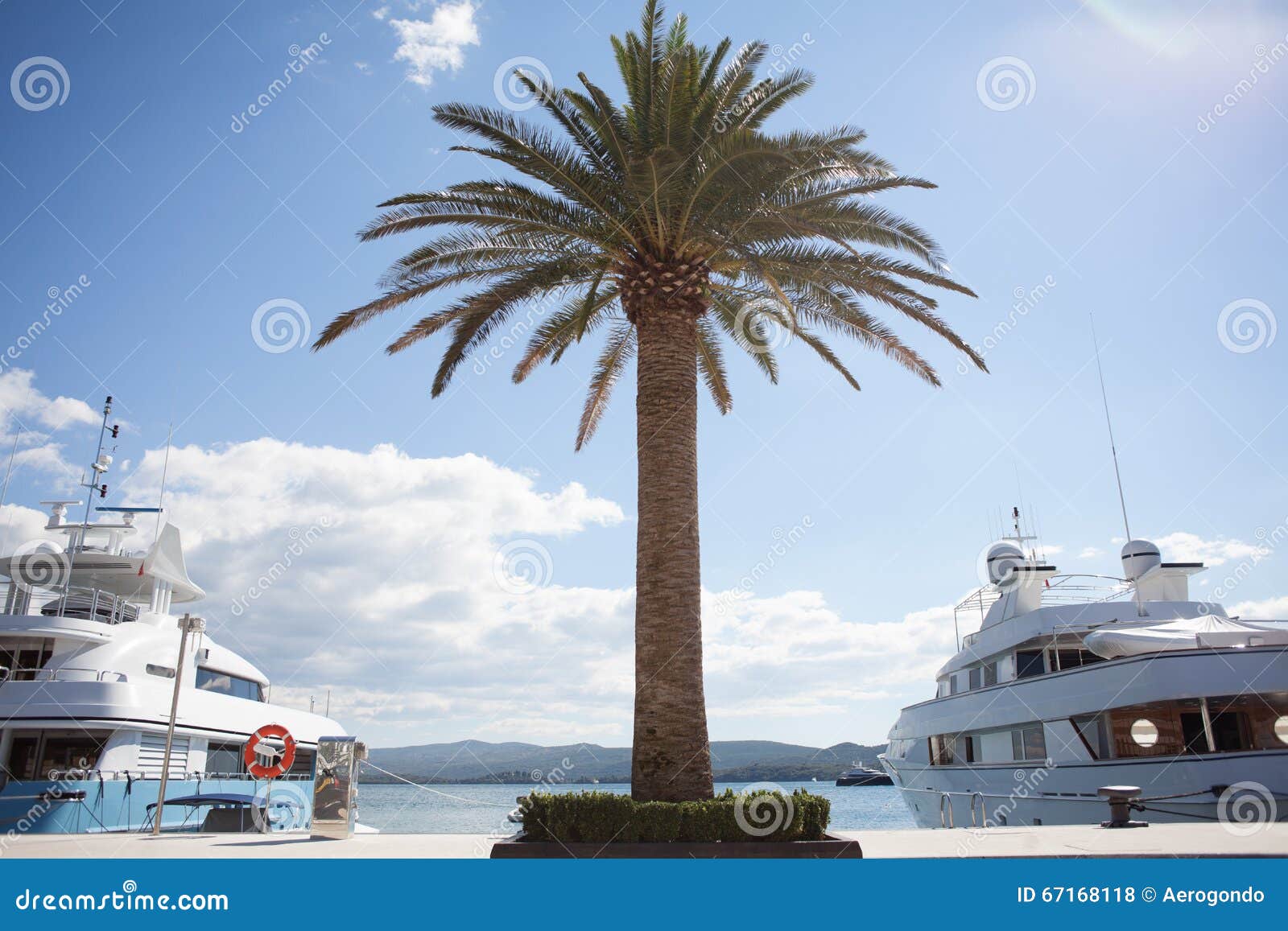 Palm tree at boat marina stock photo. Image of leaves - 67168118