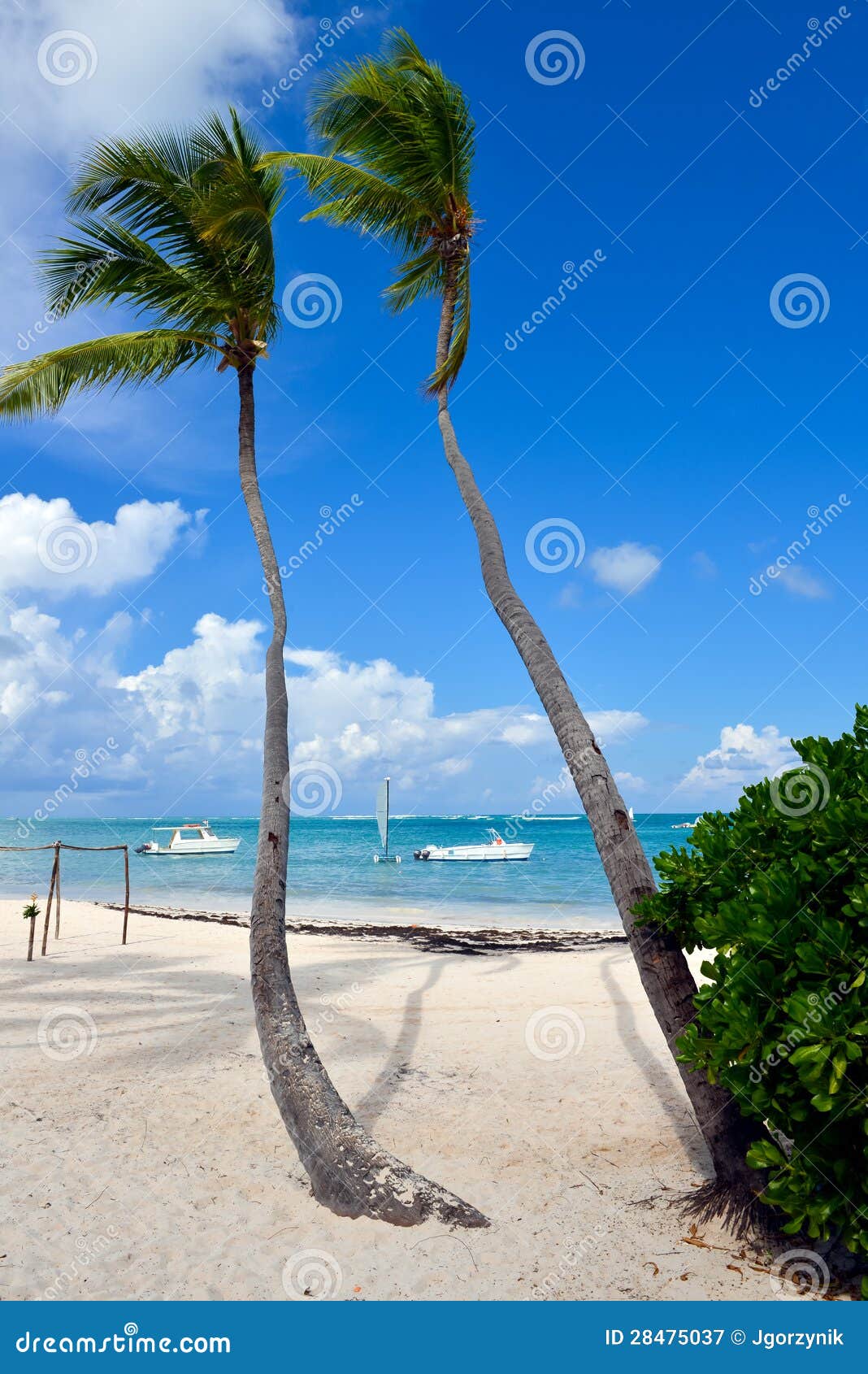 Palm Tree and Boat at a Stunning White Sand Stock Image - Image of ...