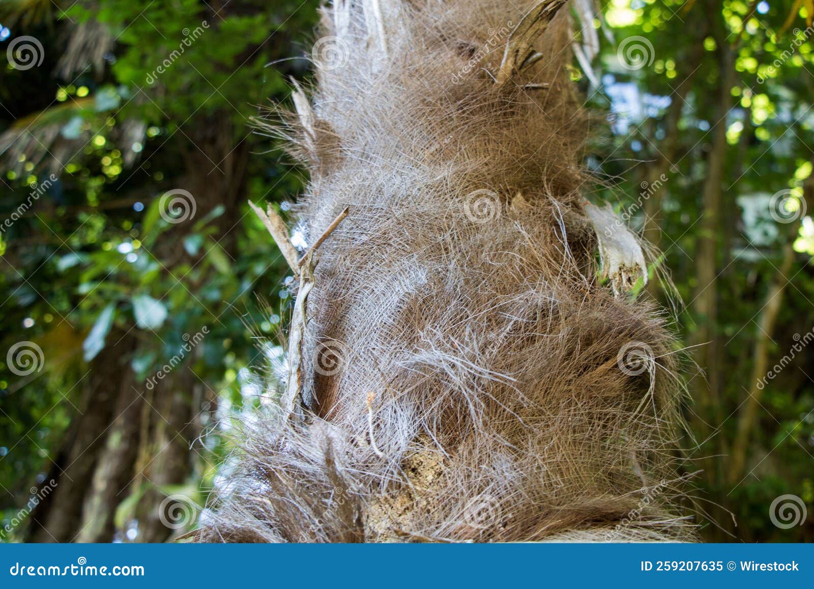 Palm Tree Body Background and Texture Stock Image - Image of light ...