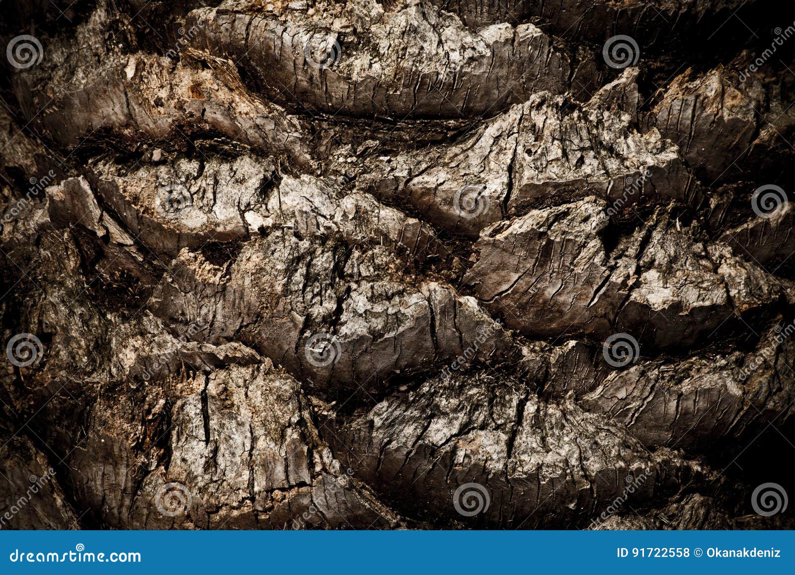 Palm Tree Body Bark stock photo. Image of color, backdrop - 91722558