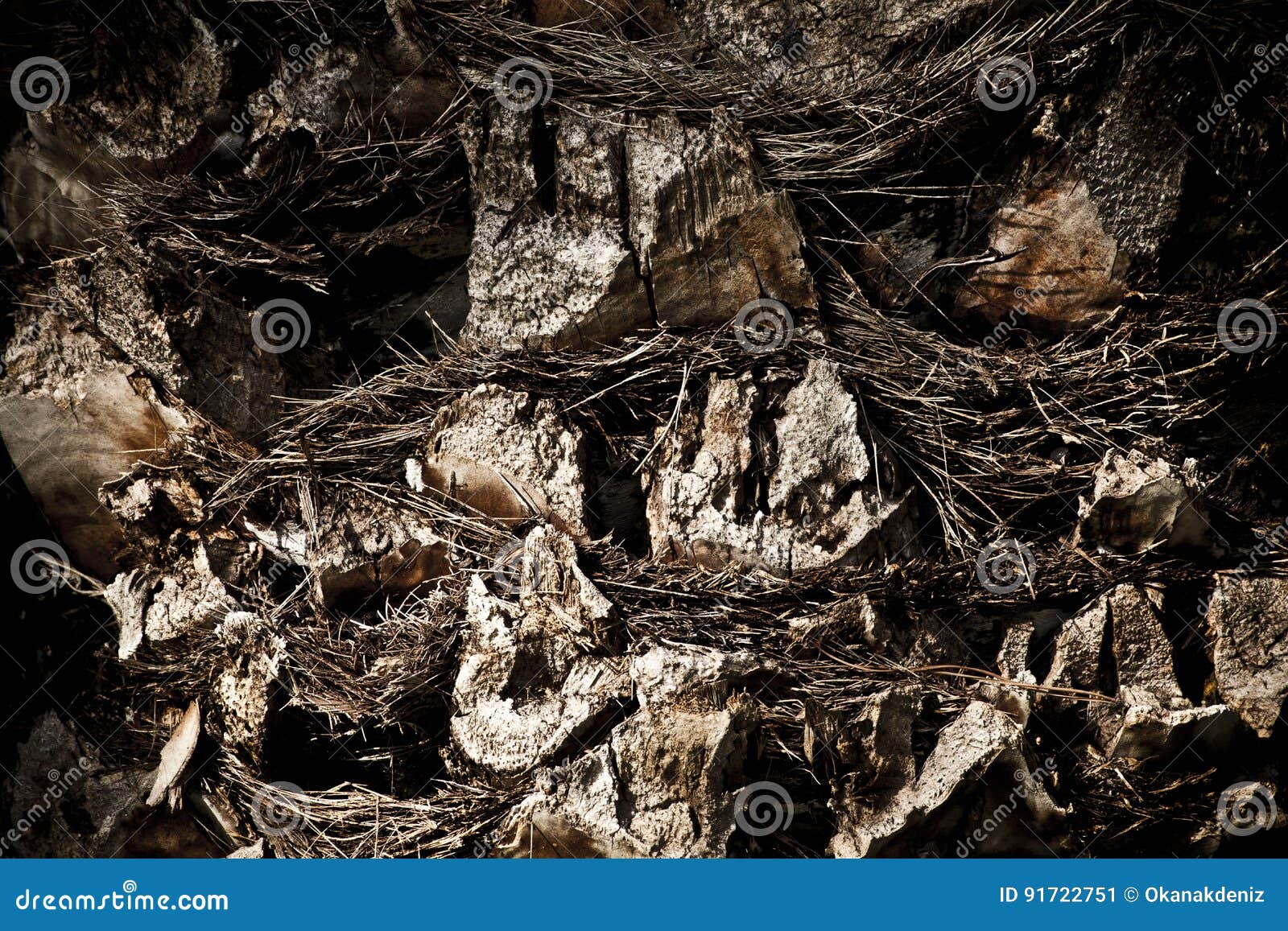 Palm Tree Body Bark stock image. Image of design, close - 91722751