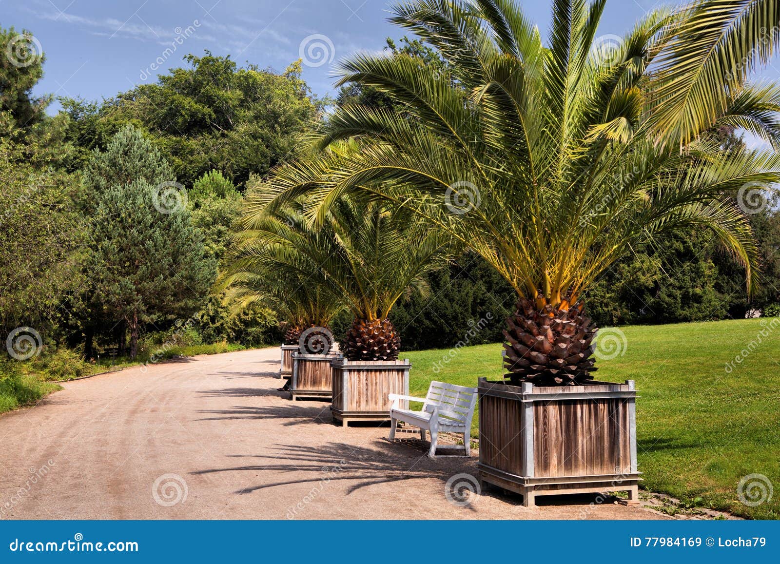 Palm Tree in the Botanical Garden in Berlin Stock Image - Image of path ...