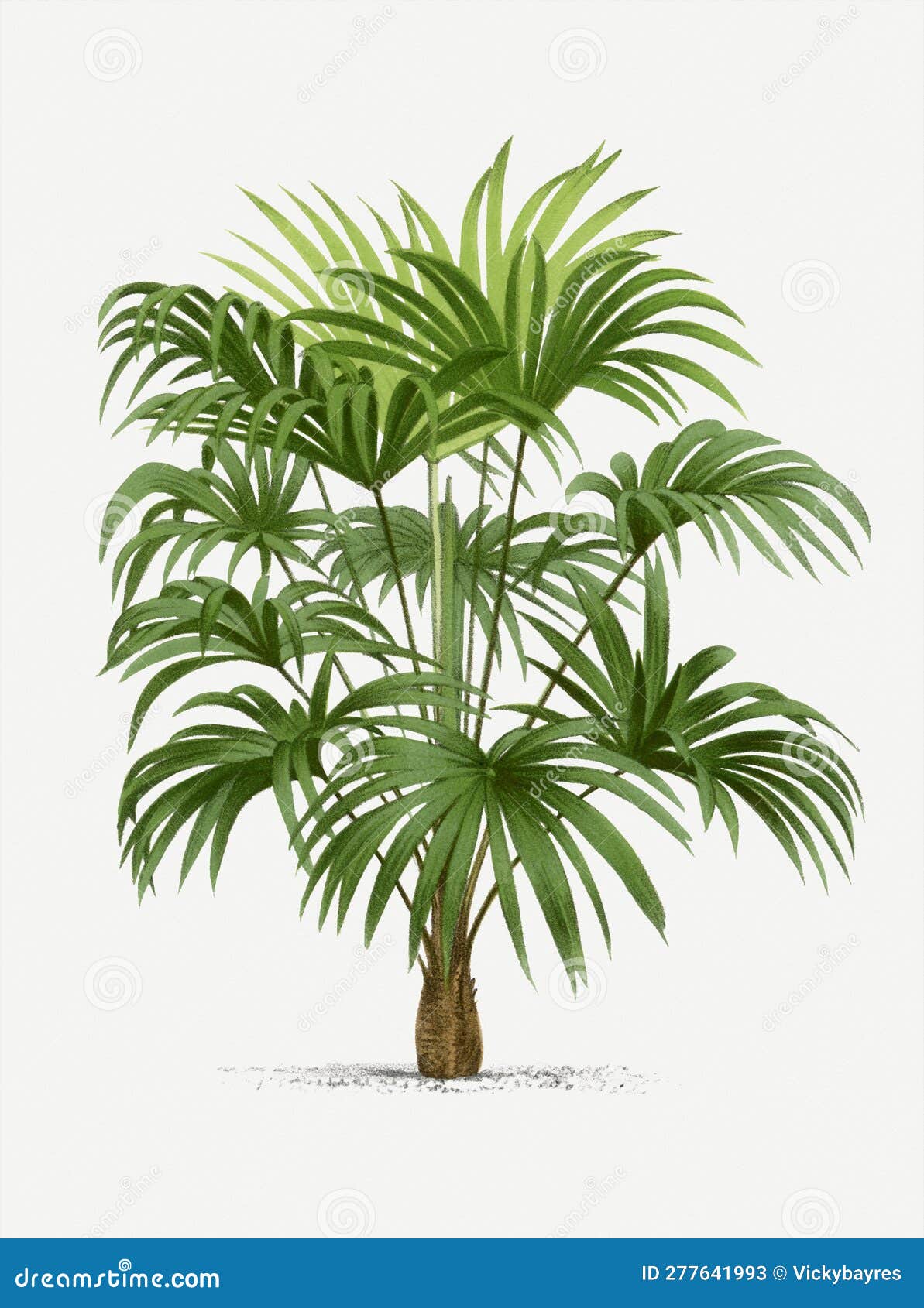 Palm Tree Botanical Illustration. Stock Illustration - Illustration of ...