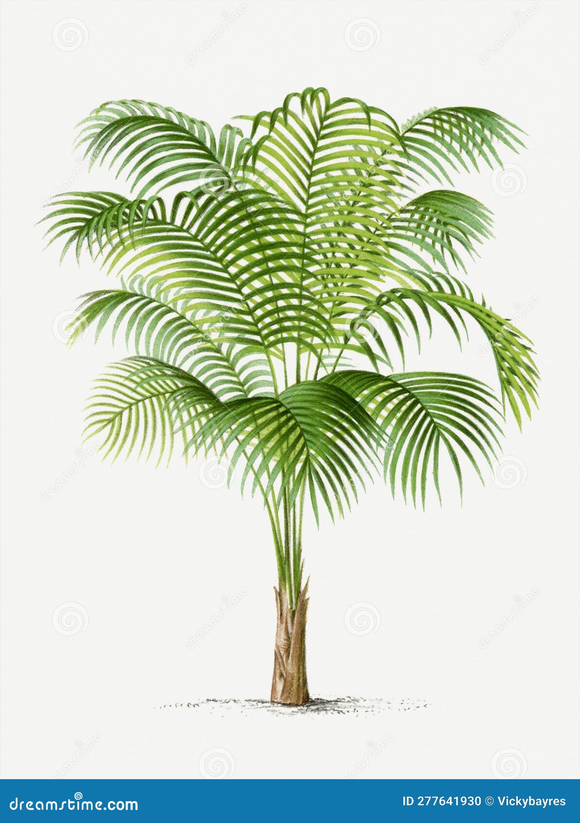 3d Illustration Of Brahea Armata Tree Isolated On White And Its Mask ...
