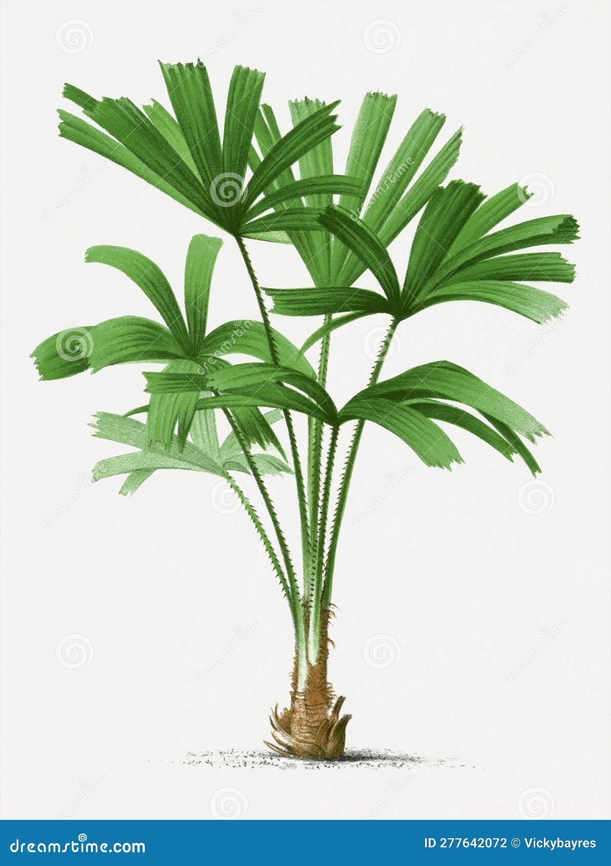 Palm Tree Botanical Illustration. Stock Illustration - Illustration of ...