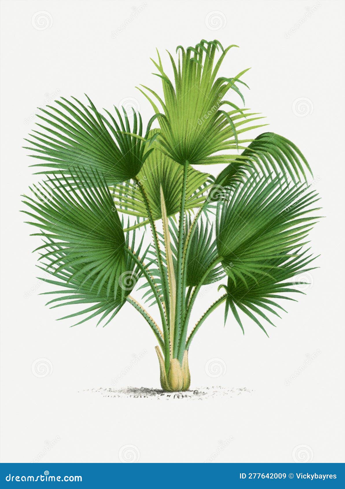 Palm Tree Botanical Illustration. | CartoonDealer.com #277642009
