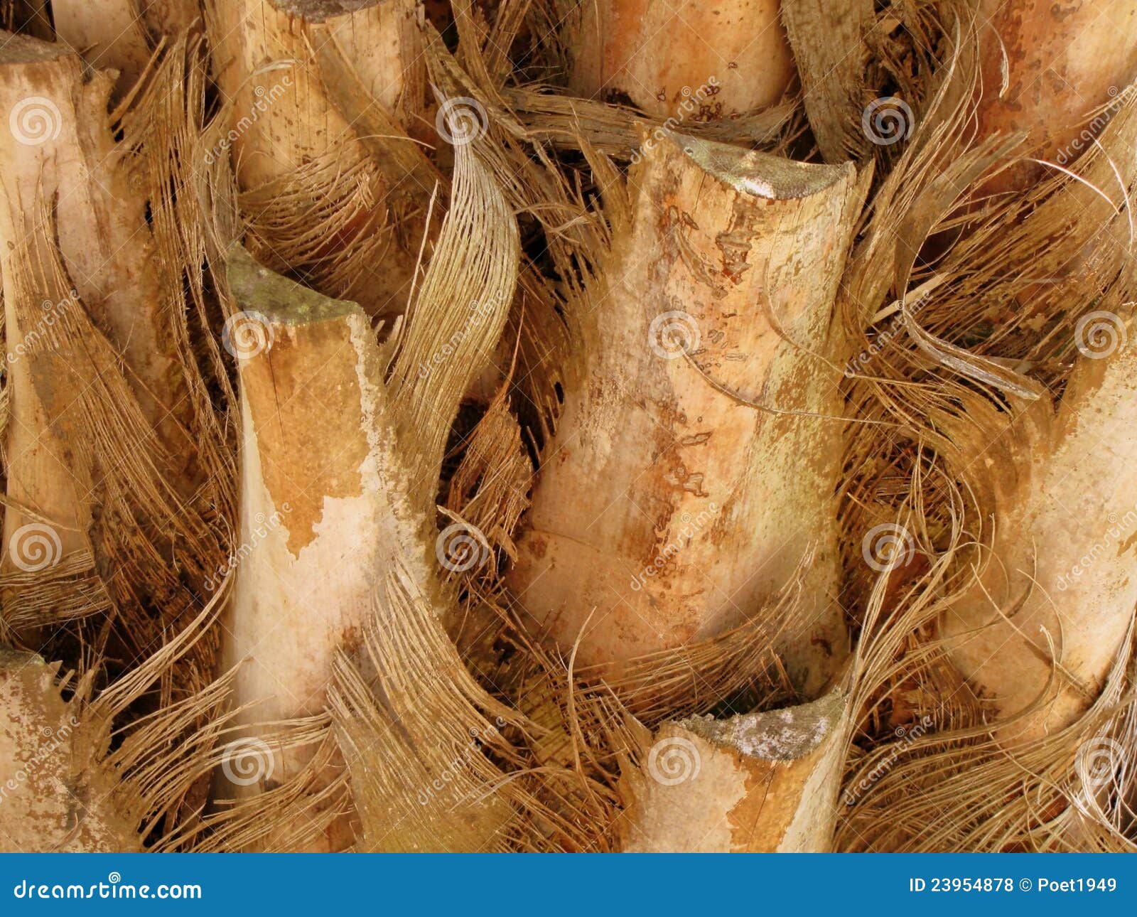 Palm Tree Bottom stock photo. Image of tropical, tree - 23954878