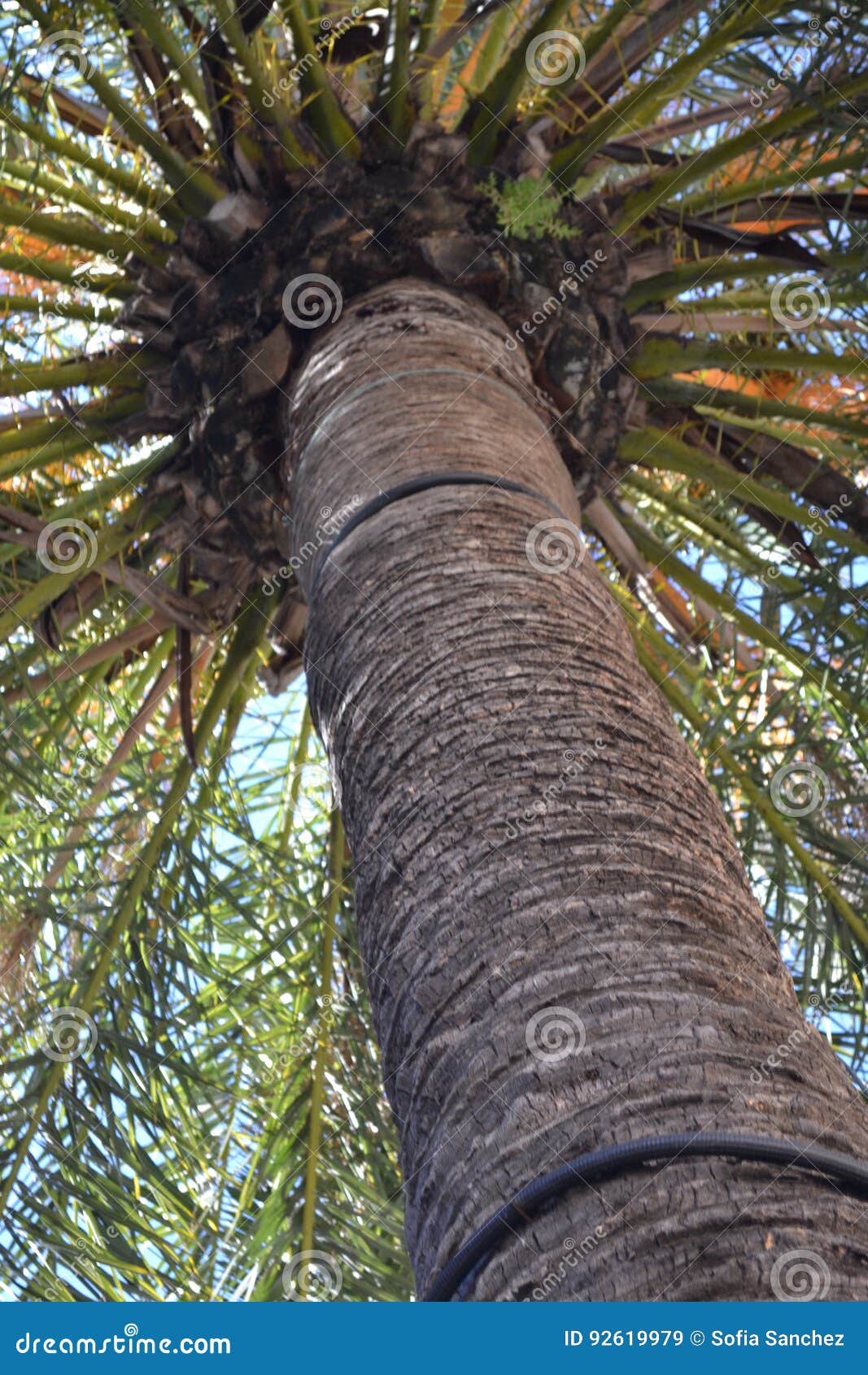 Palm tree stock image. Image of bottom, leaves, palm - 92619979