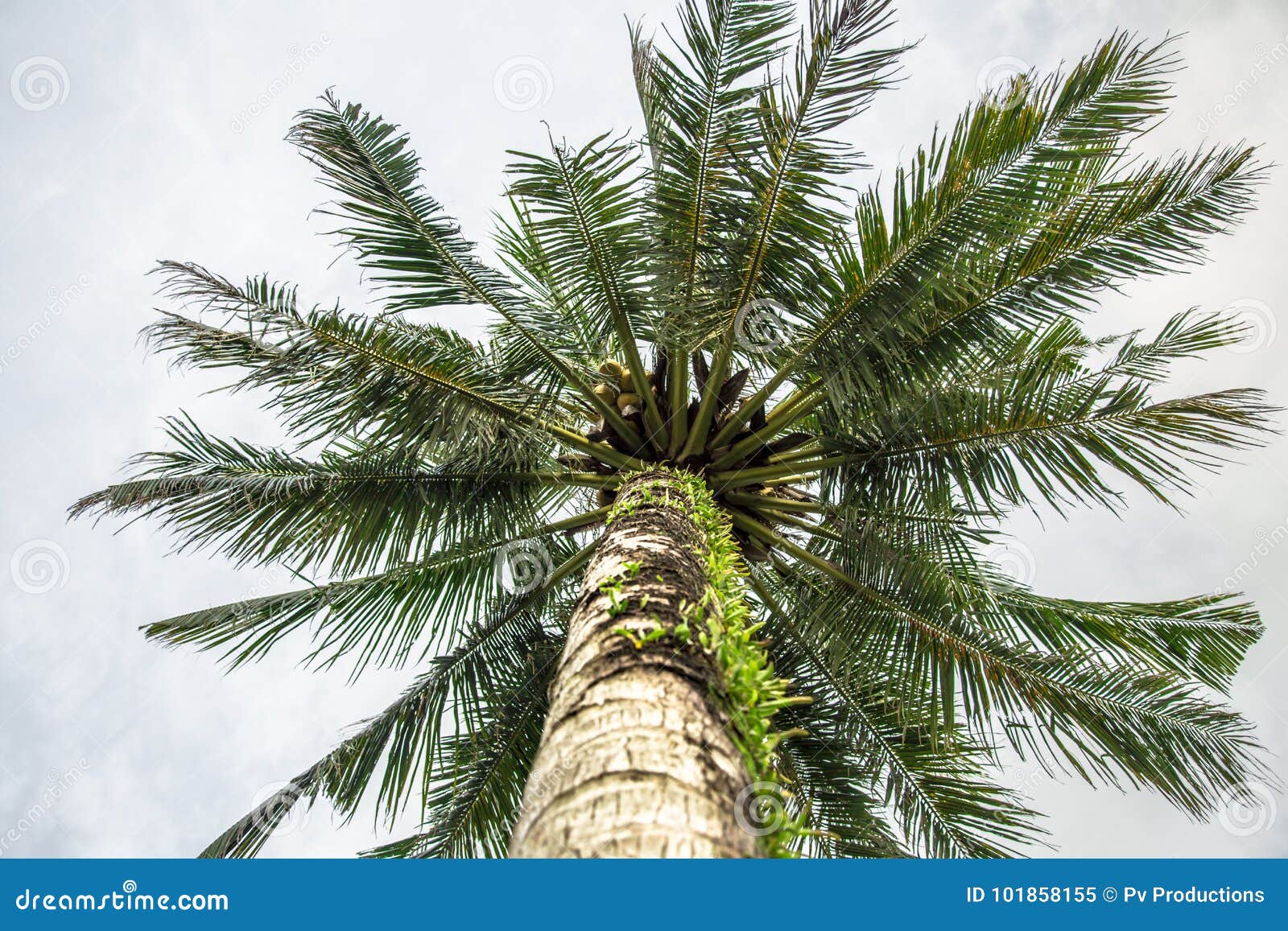 Palm tree bottom view stock image. Image of exotic, high - 101858155