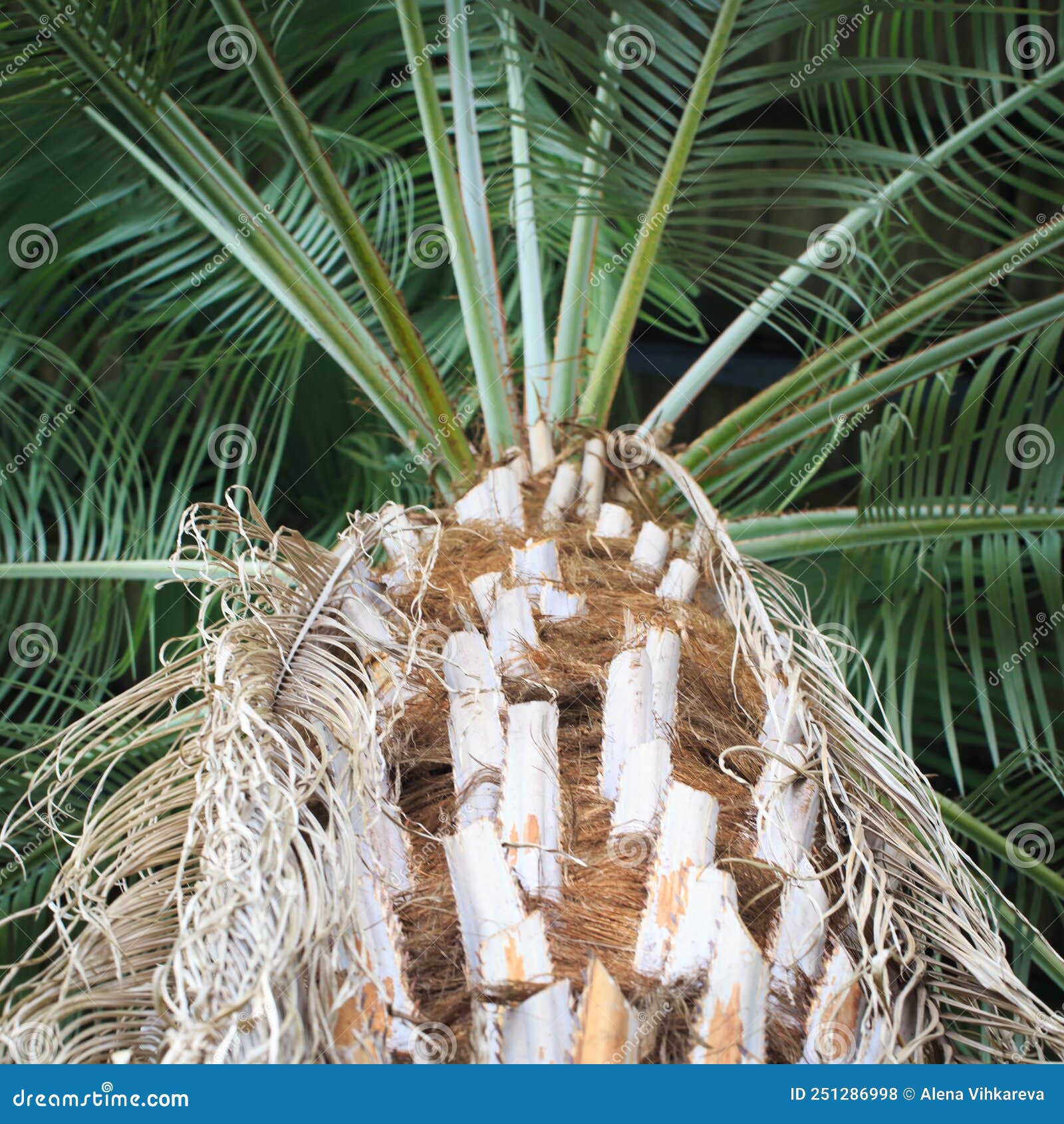 Palm Tree Bottom View. Nice Slender Trunk Stock Photo - Image of nature ...
