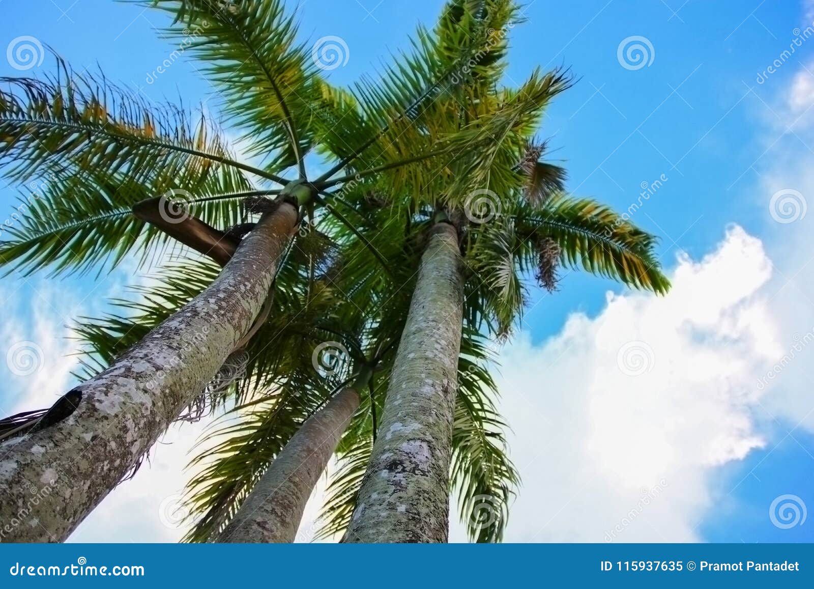 Palm Tree Bottom View on Sky Background Stock Image - Image of ...