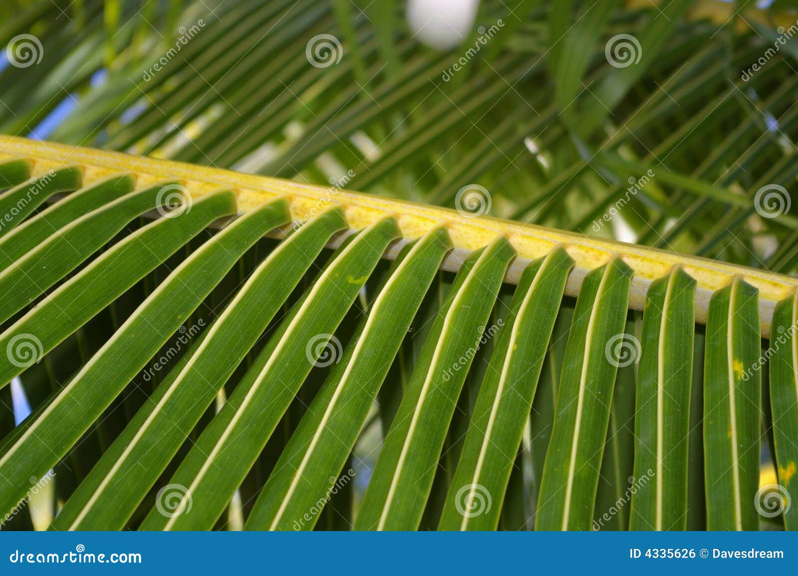 Palm Tree Branch stock photo. Image of grow, tropic, wildlife - 4335626